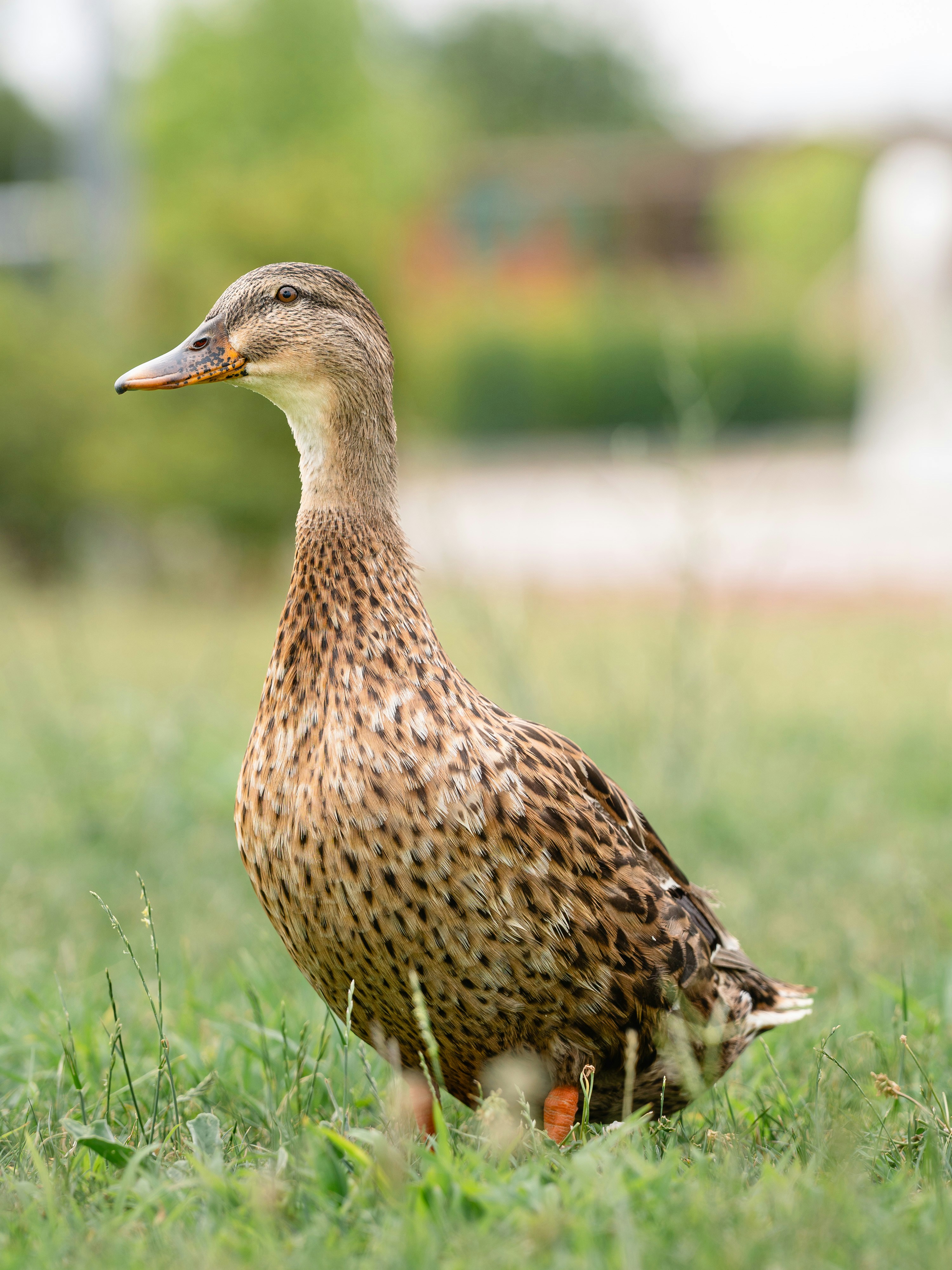 Graceful in Profile: A Wild Duck Standing Tall in a Sunlit Field