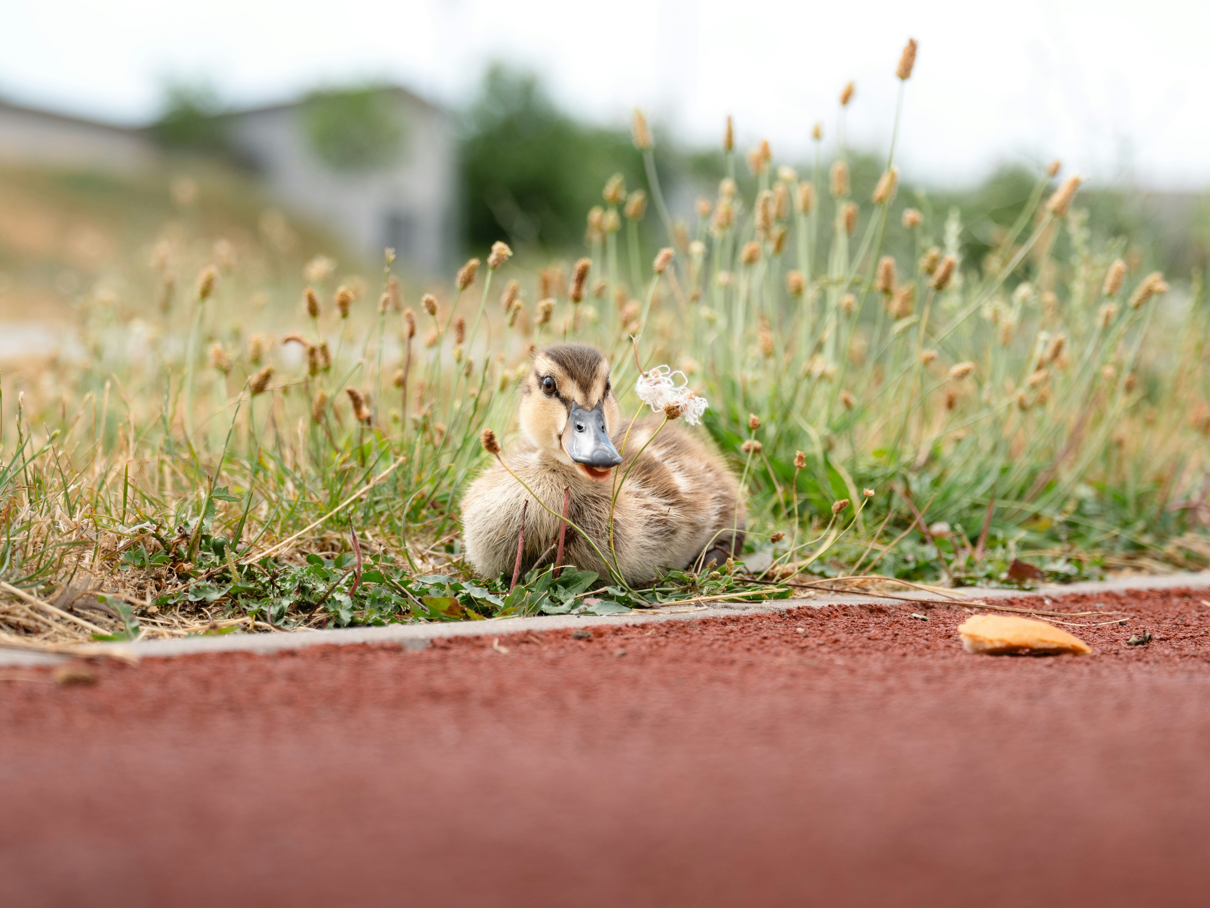 Tiny Duckling Amid the Looming Grass