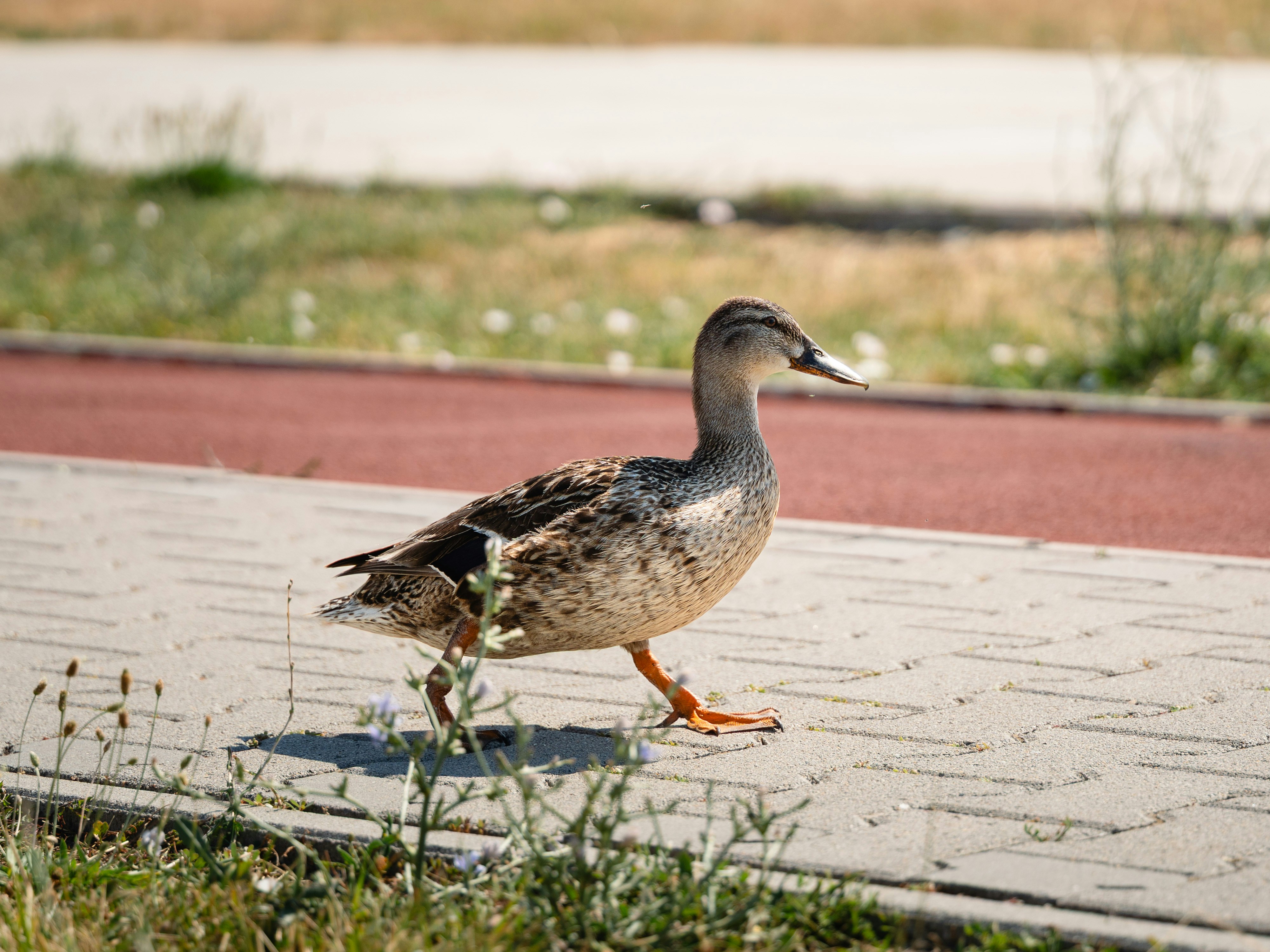 Patrolling Mallard on a Sunlit Park Path