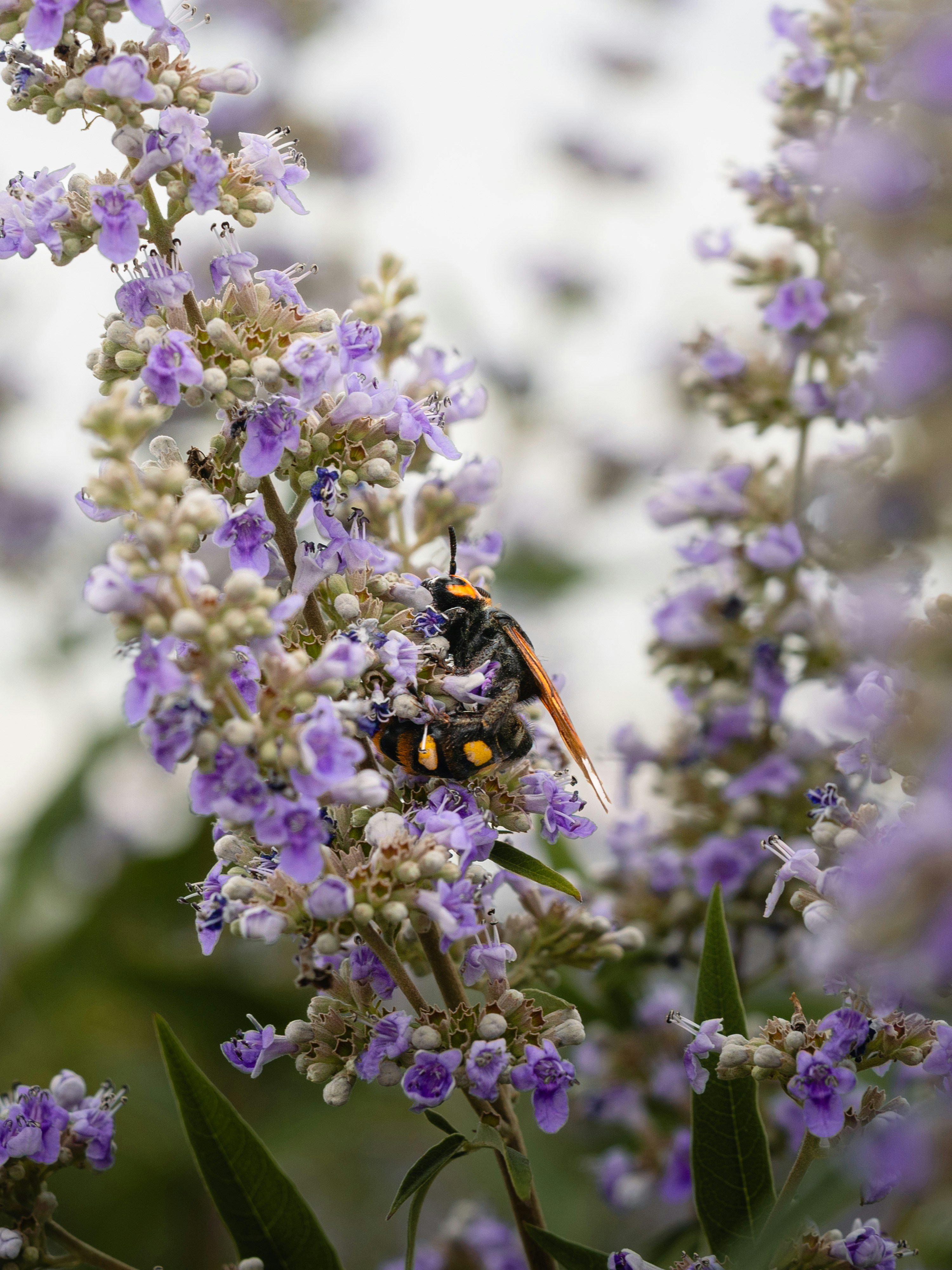 Hovering Flame: a wasp on lavender in soft bloom