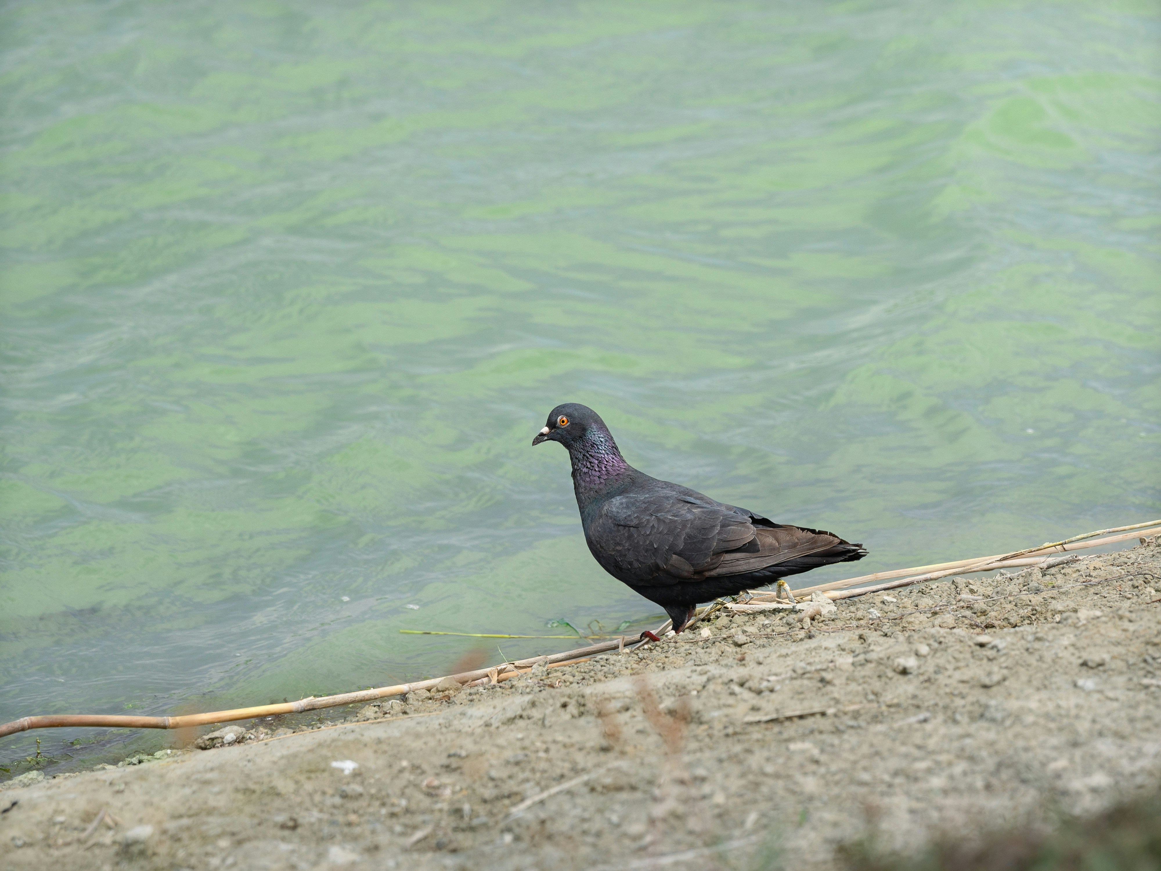Pigeon by the Green Waterside