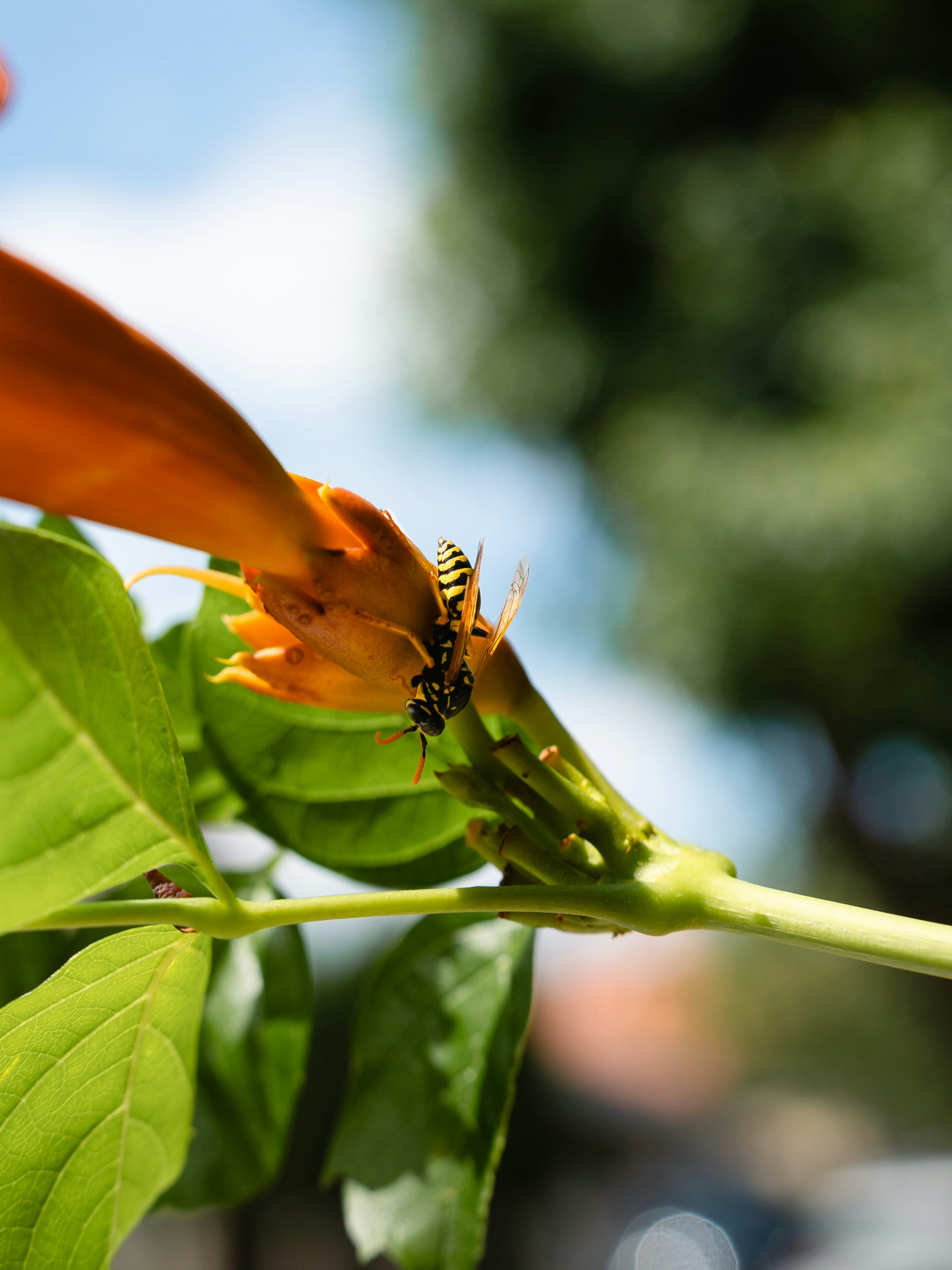 Striking hover on a wasp atop a sunlit blossom