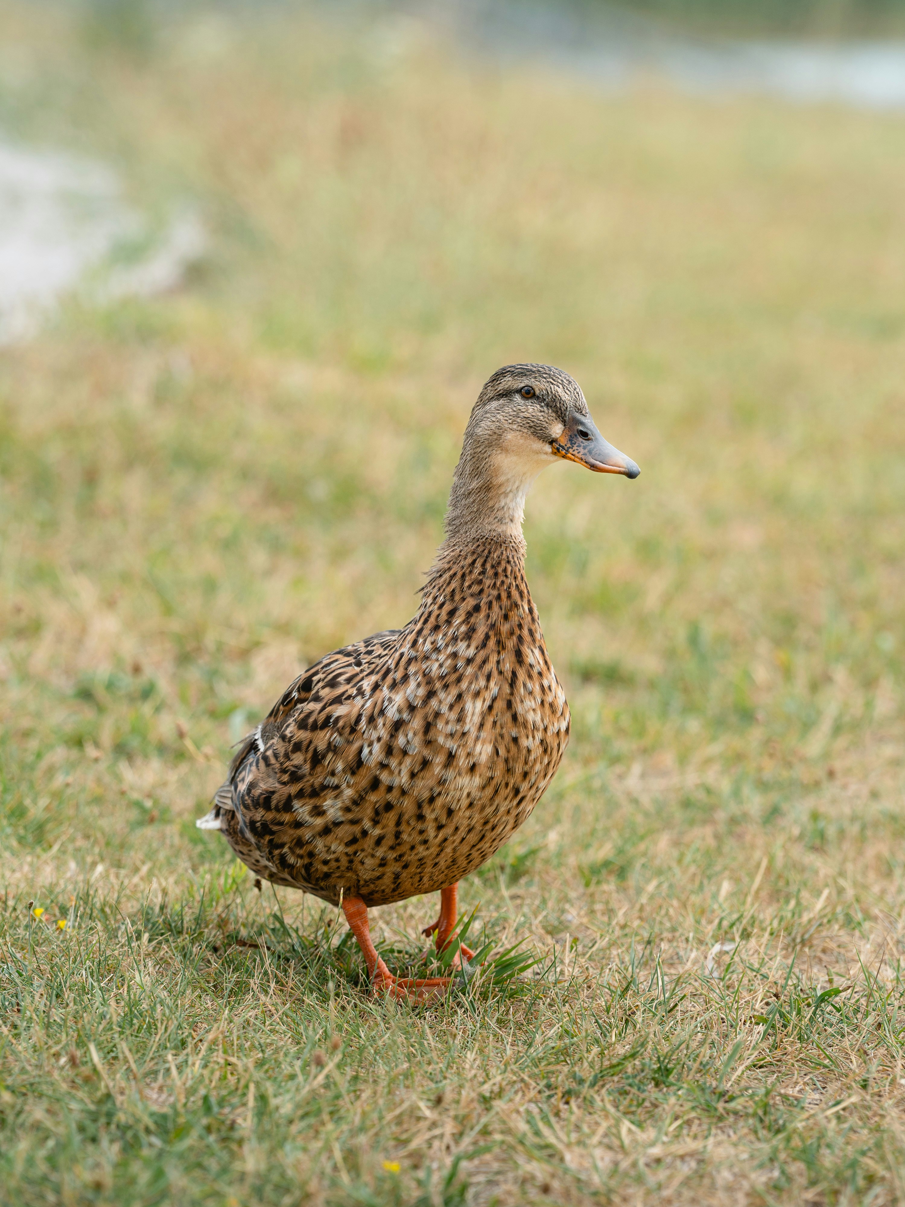 Grounded Watch: A Highland Duck Stands Guard in Spring Grass