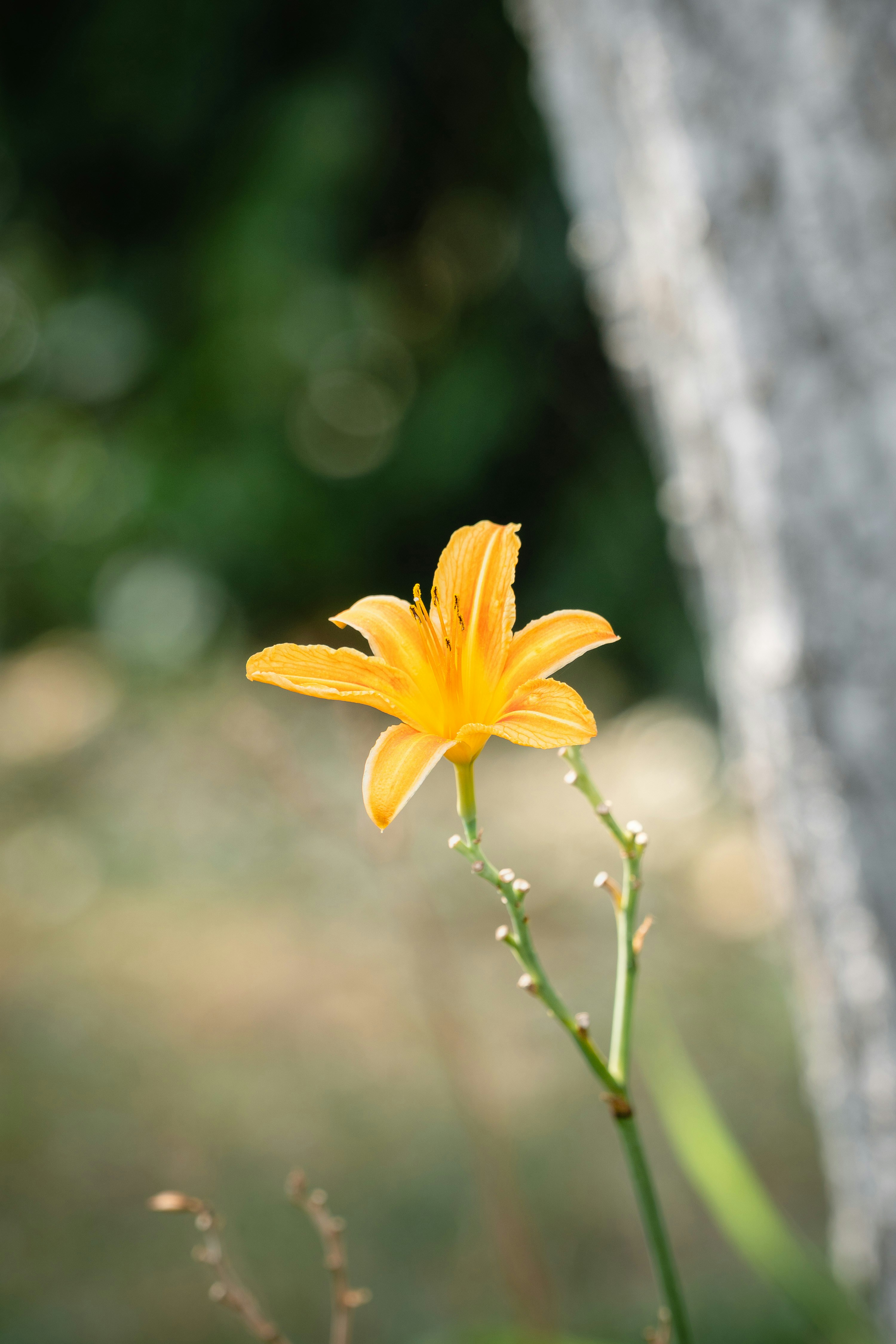 Orange Daylily Against a Sunlit Trunk