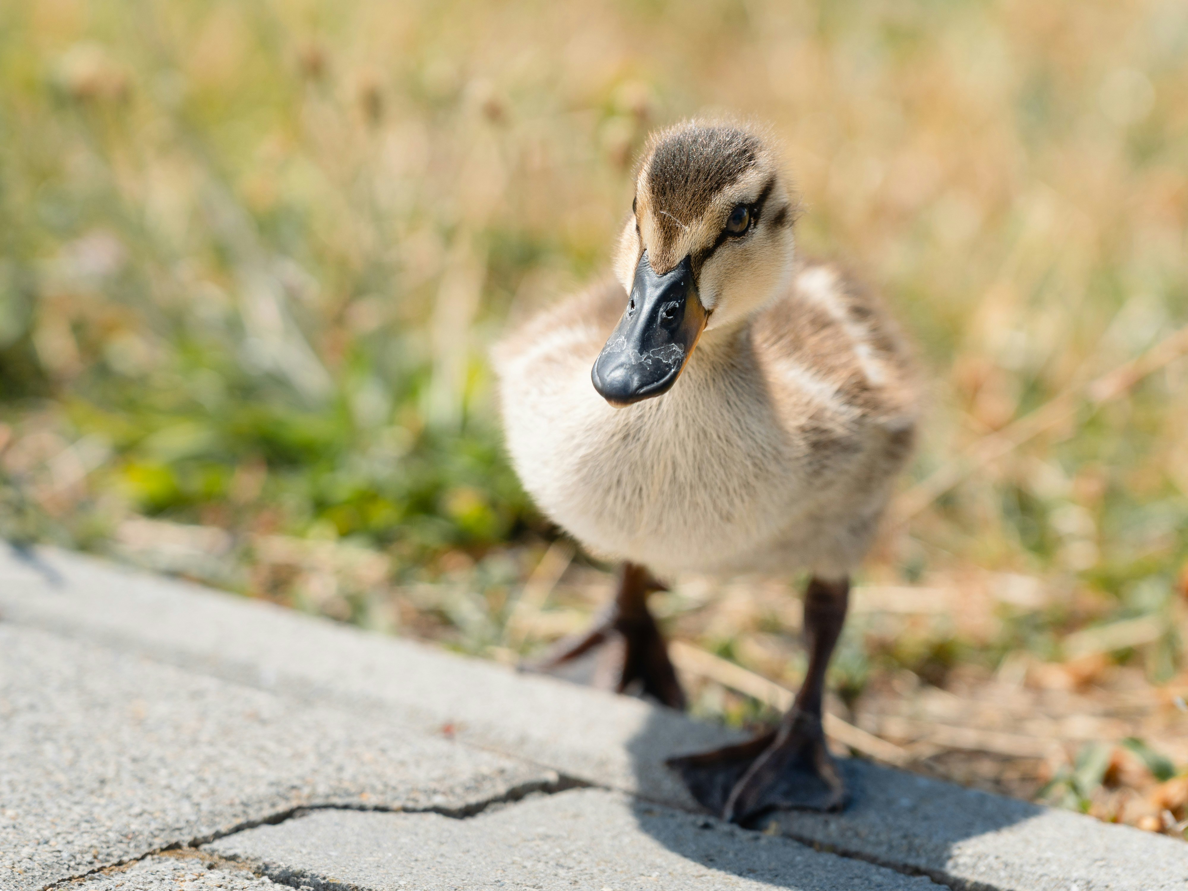 Curious Duck at the Edge of the Walkway