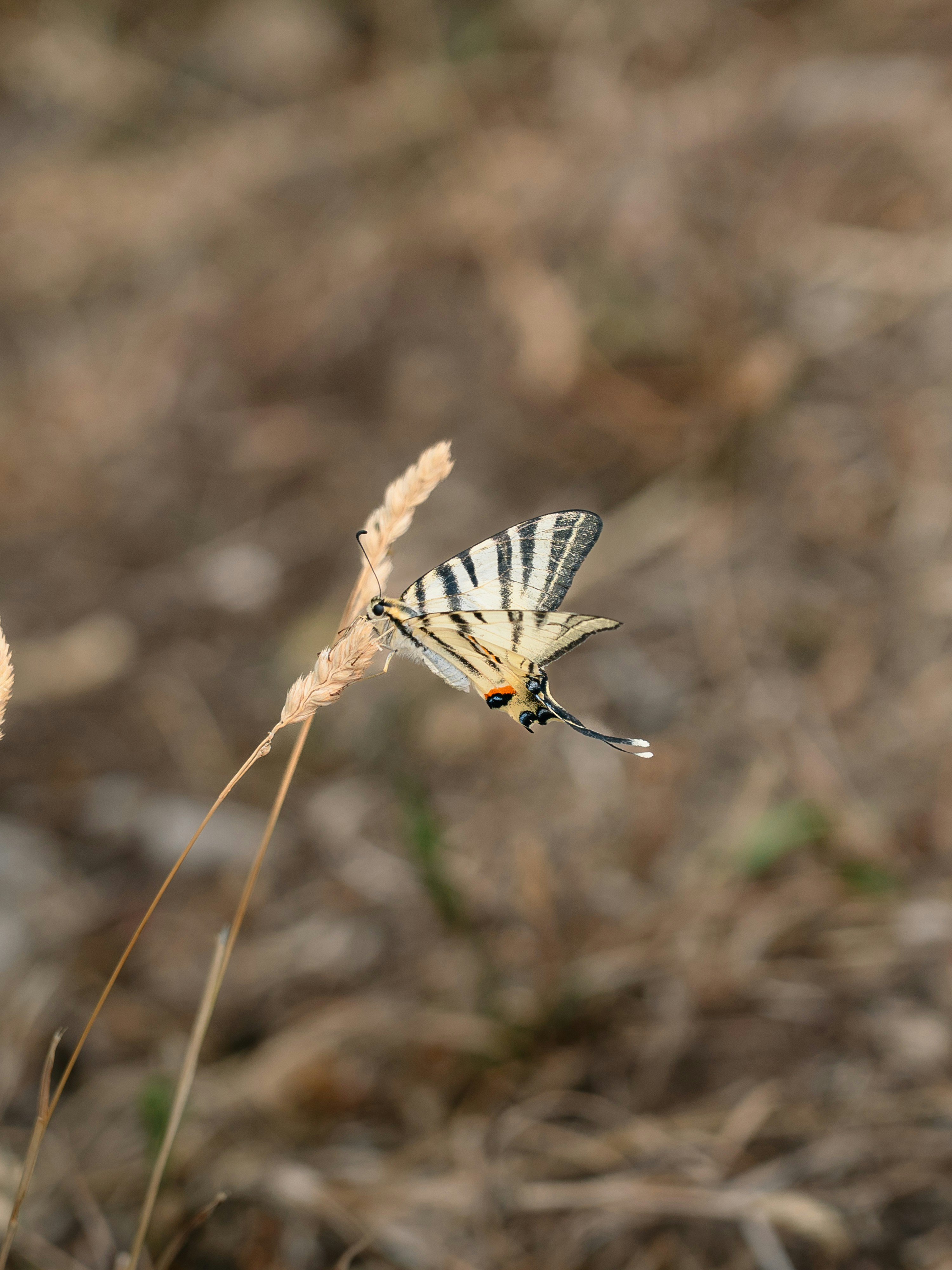 Tiger-striped butterfly at the edge of a sunlit field