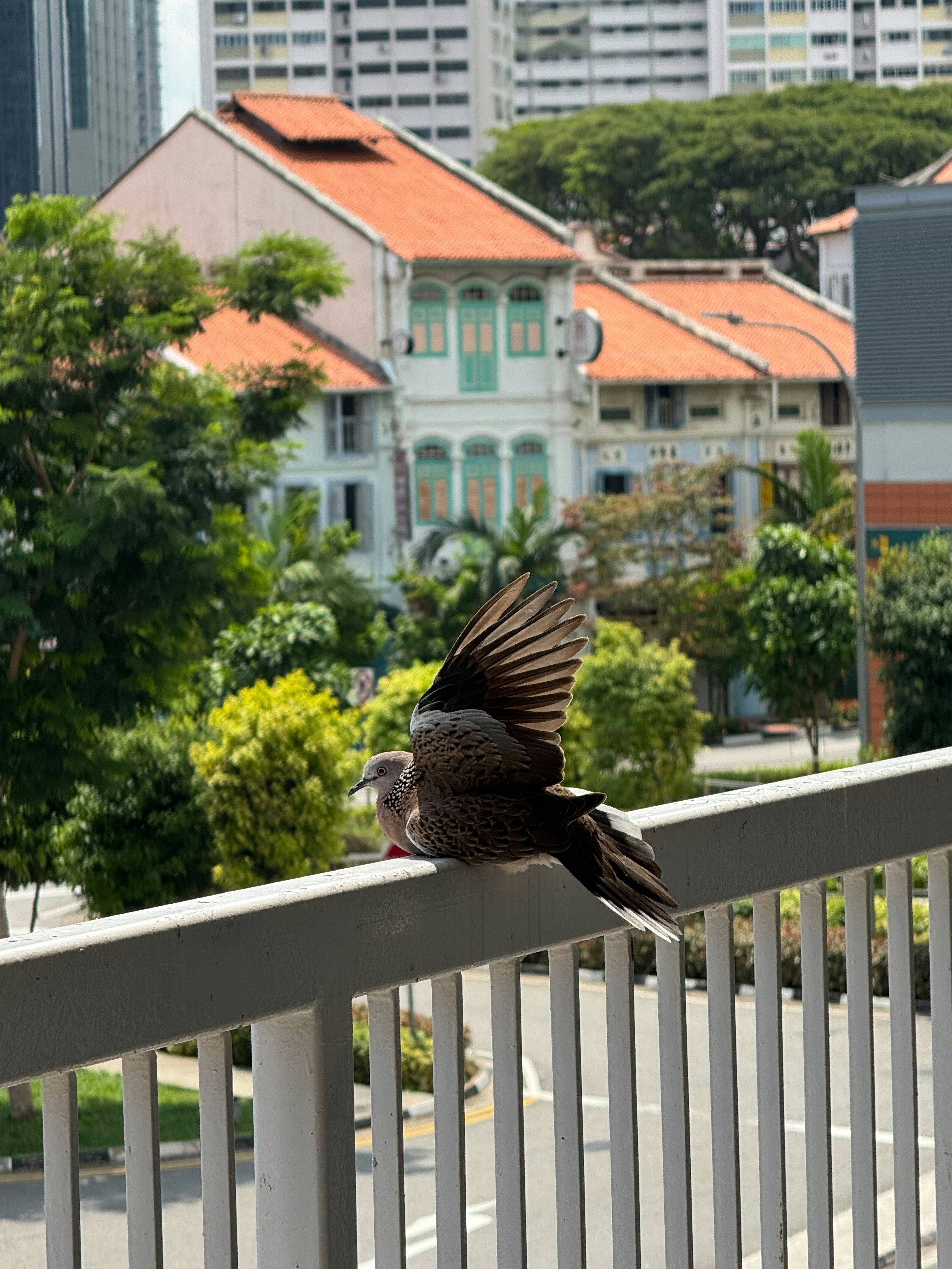 Dove on a City Balcony: A Moment of Flight Mid-Stop