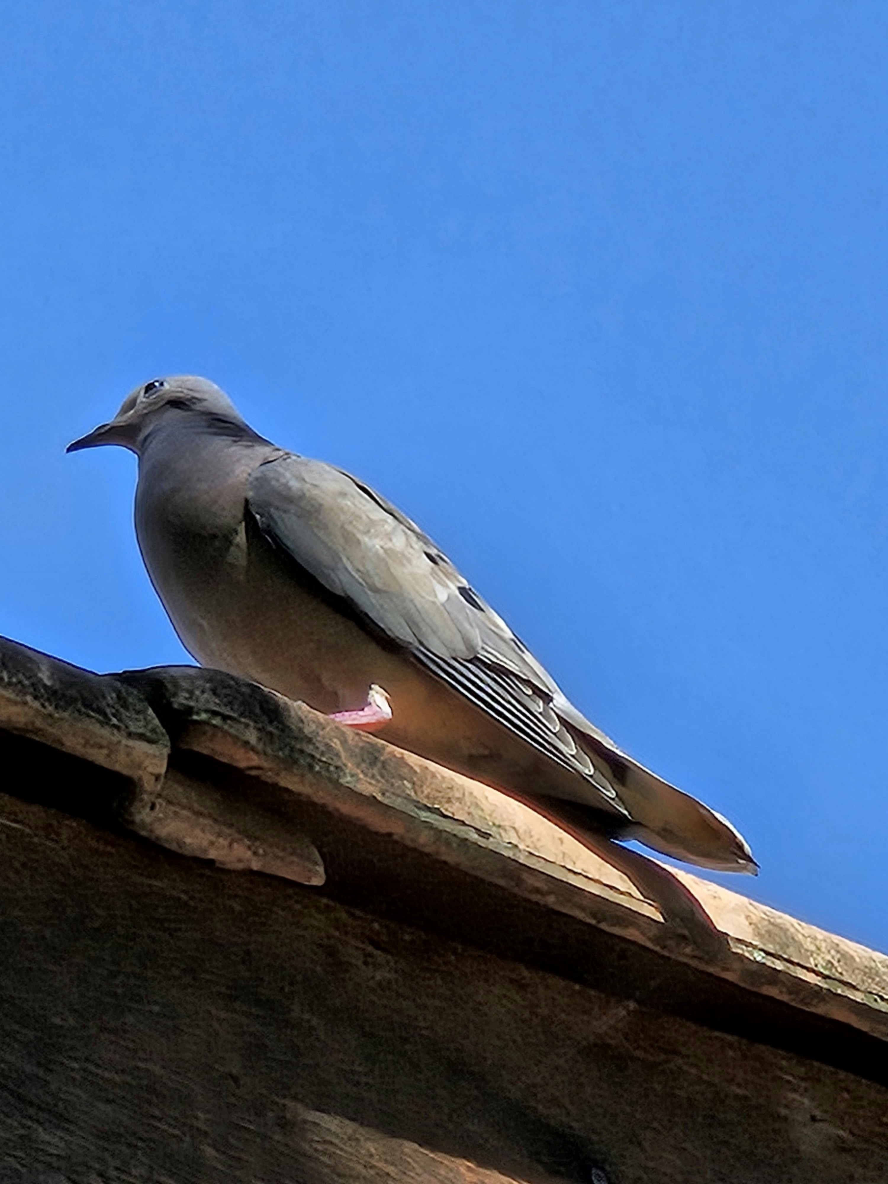 Pigeon Perch on a Sunlit Roof Ridge