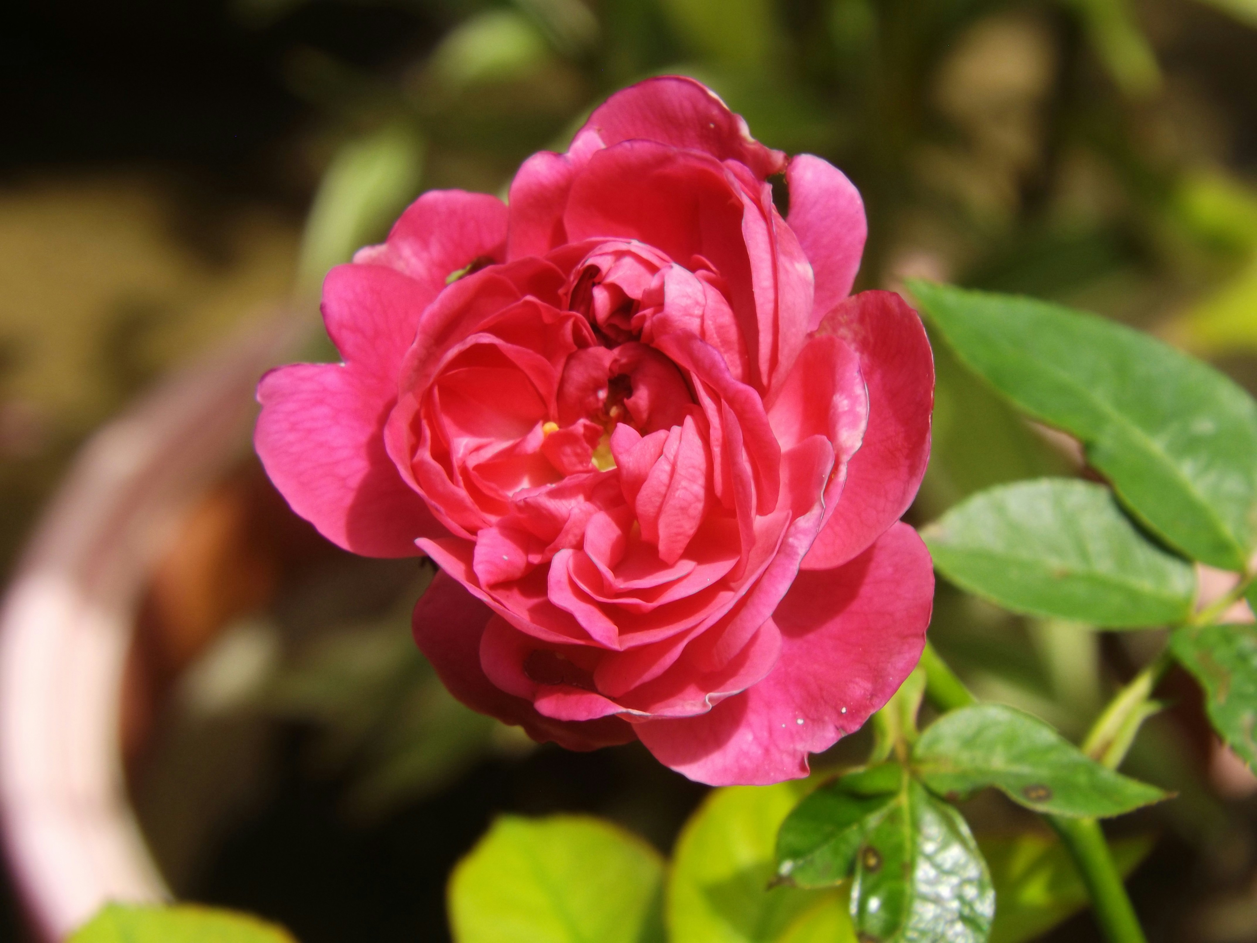 Rosy Bloom in Soft Focus: A Pink Petaled Moment