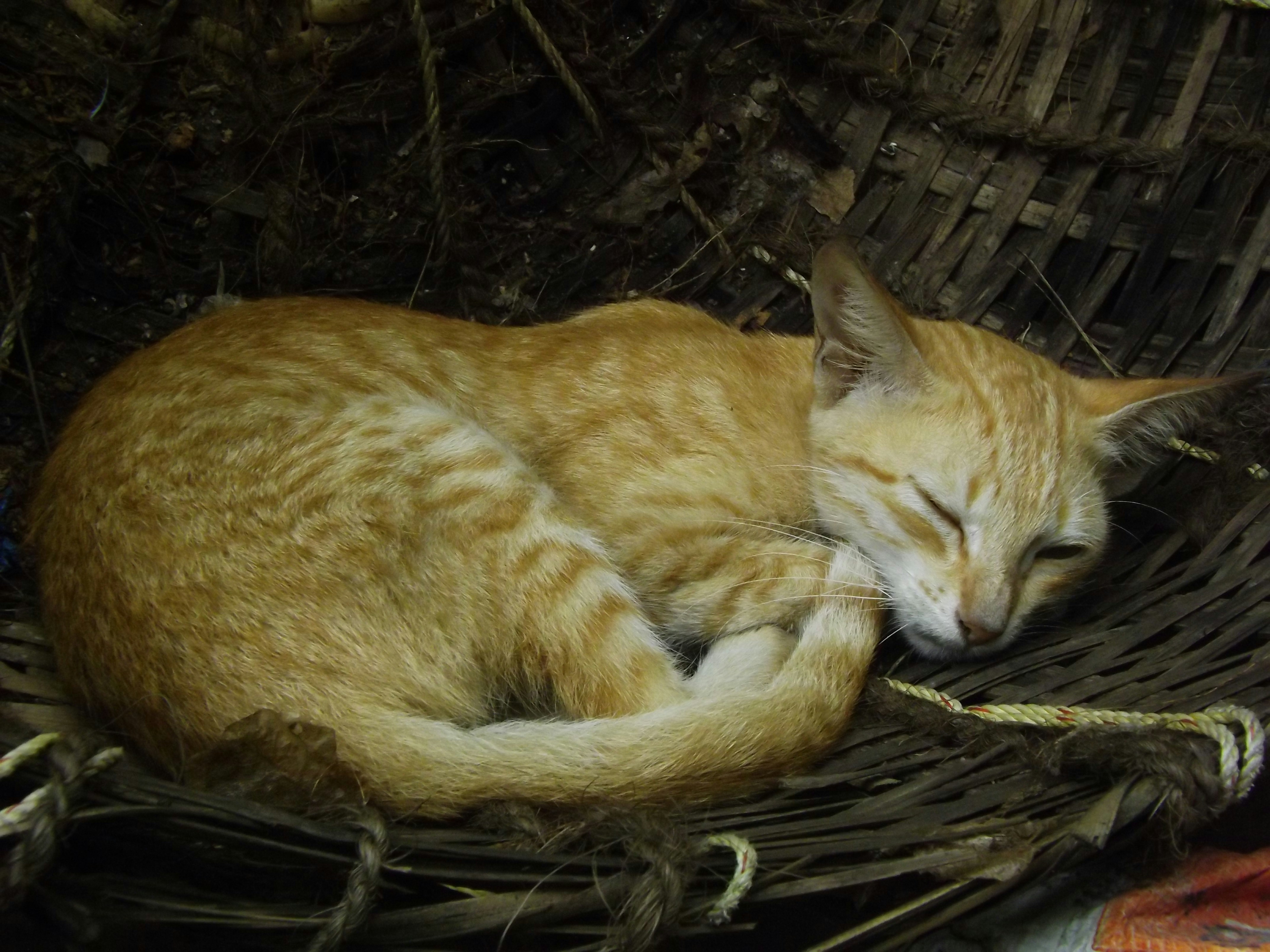 Golden Whispers: A Cat Serenely Reposed in a Woven Nook