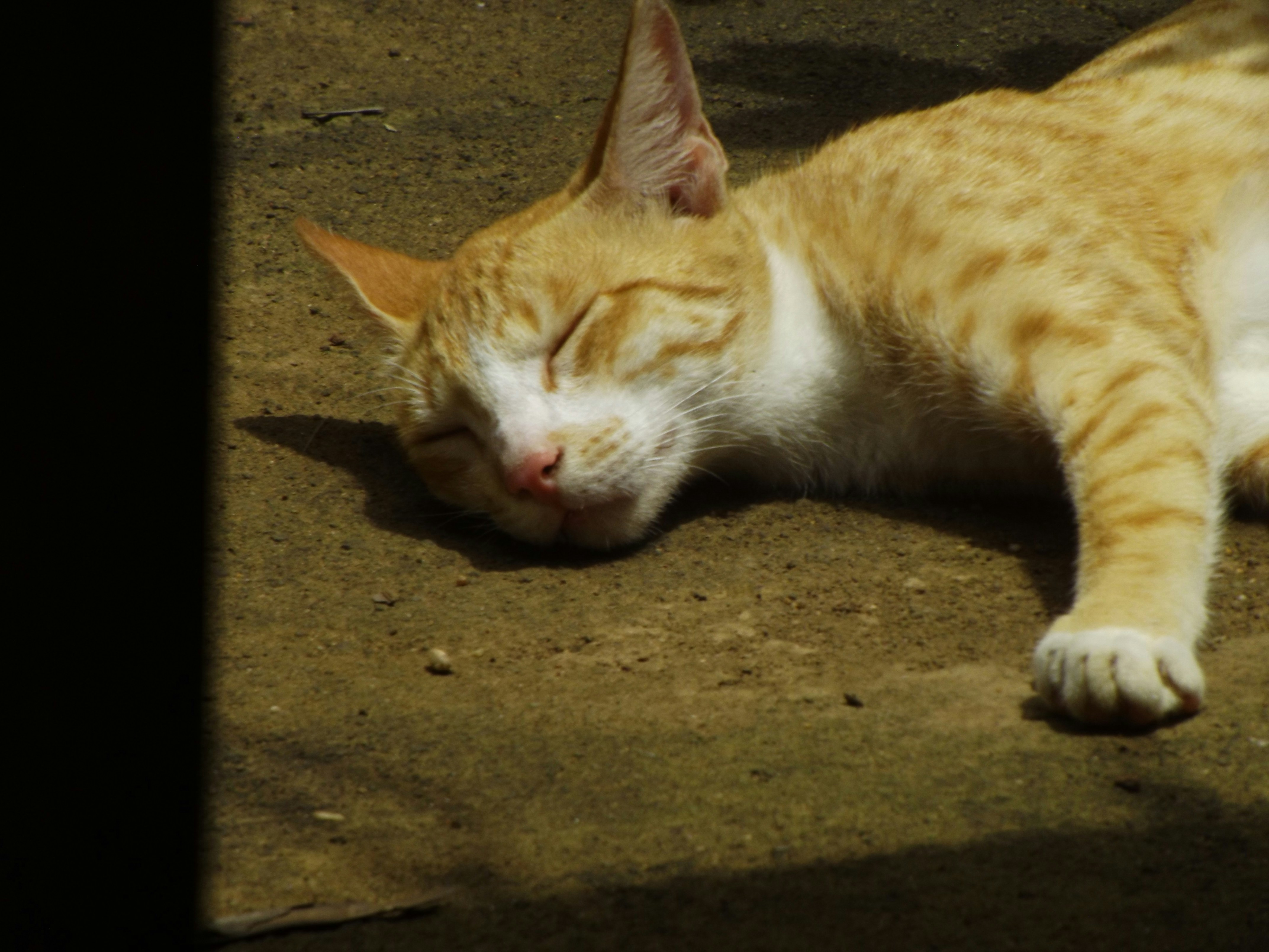 Sunlit Slumber: Ginger Cat Resting on Dirt