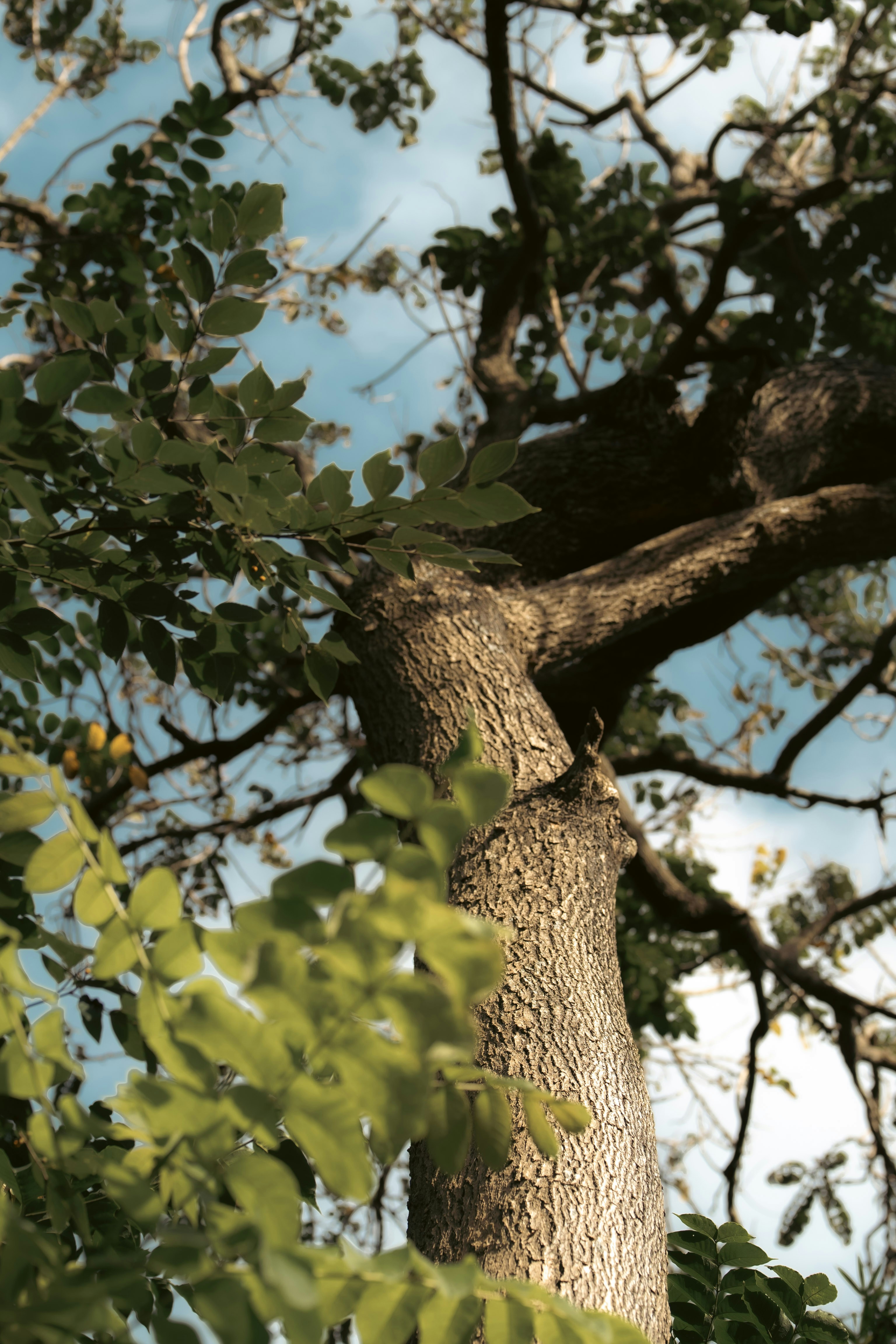 Rugged tree trunk with textured bark rises through sunlit foliage against a blue sky.