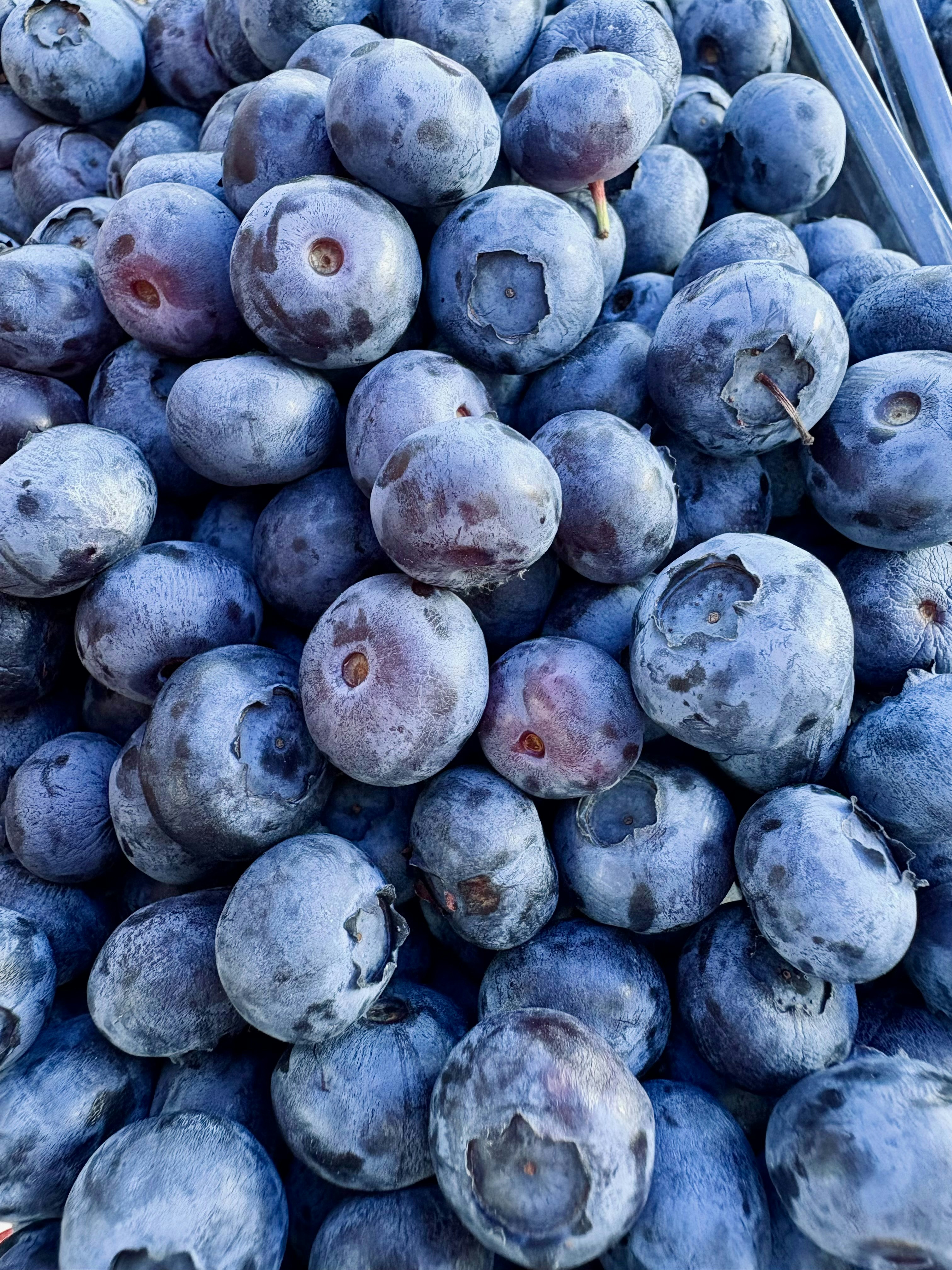 Blue Harvest: A close–up of plump blueberries glistening in the crate