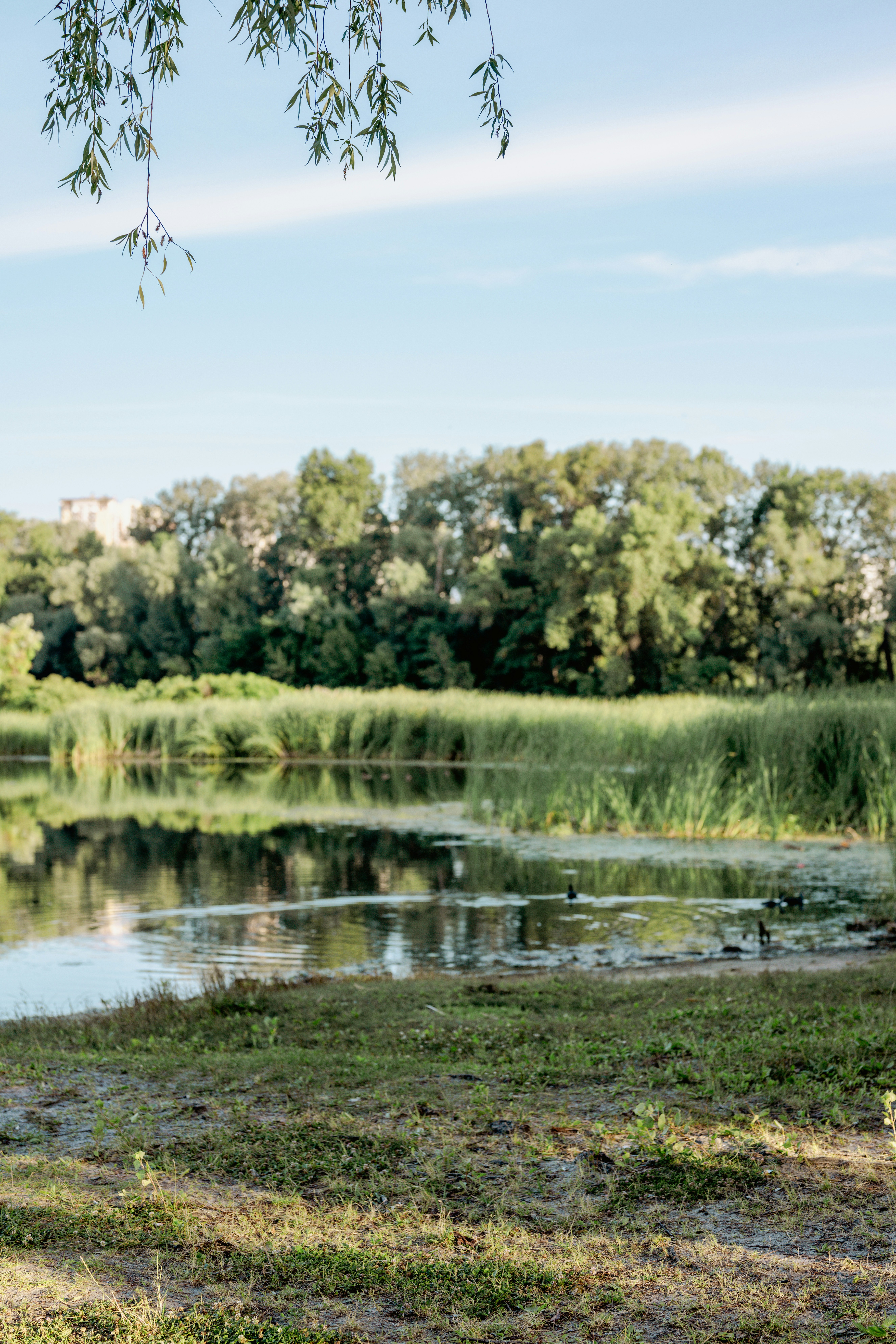 A Quiet Riverside Afternoon with Reeds and Reflections
