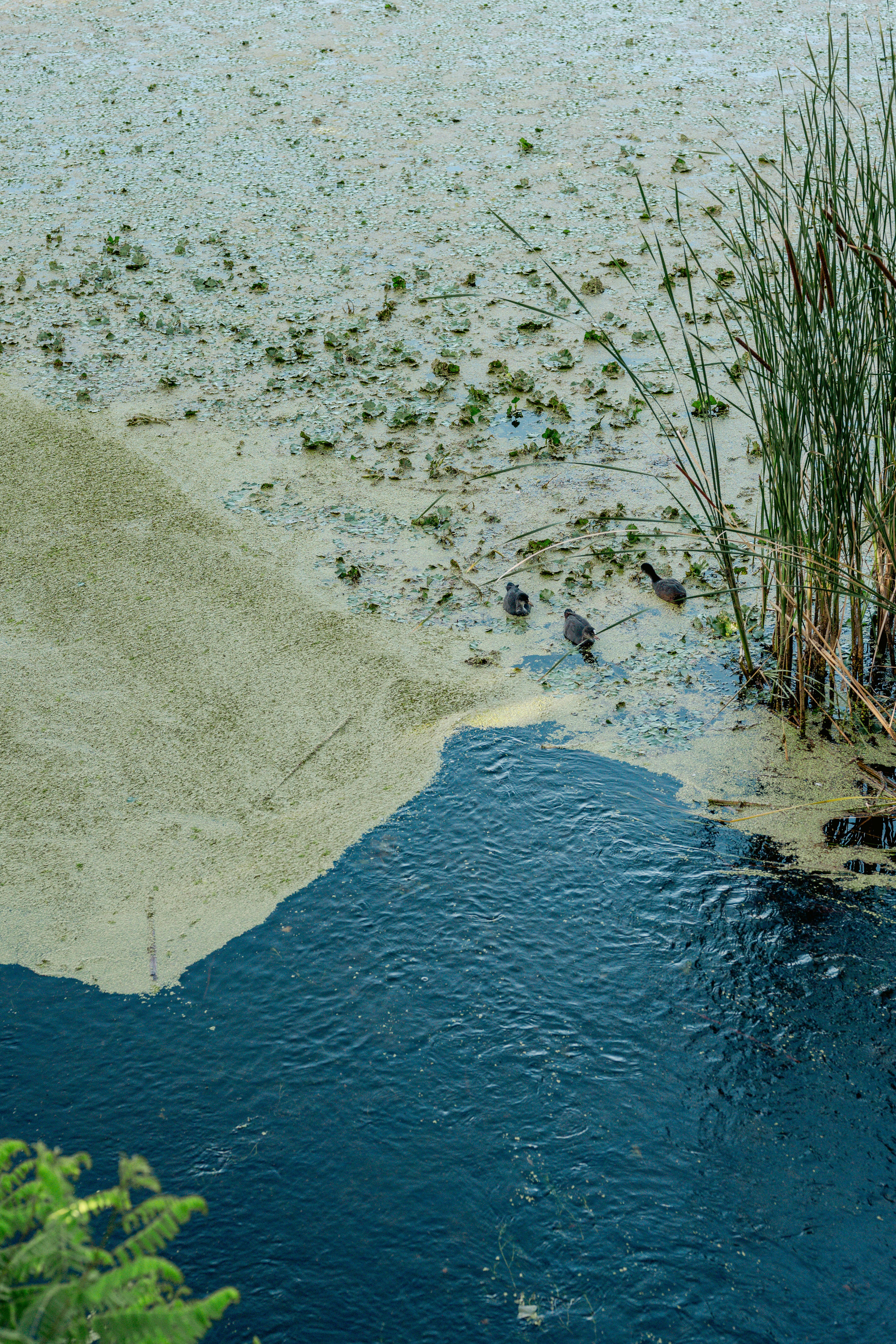 River of Shadows: A Quiet Confluence by the Reeds