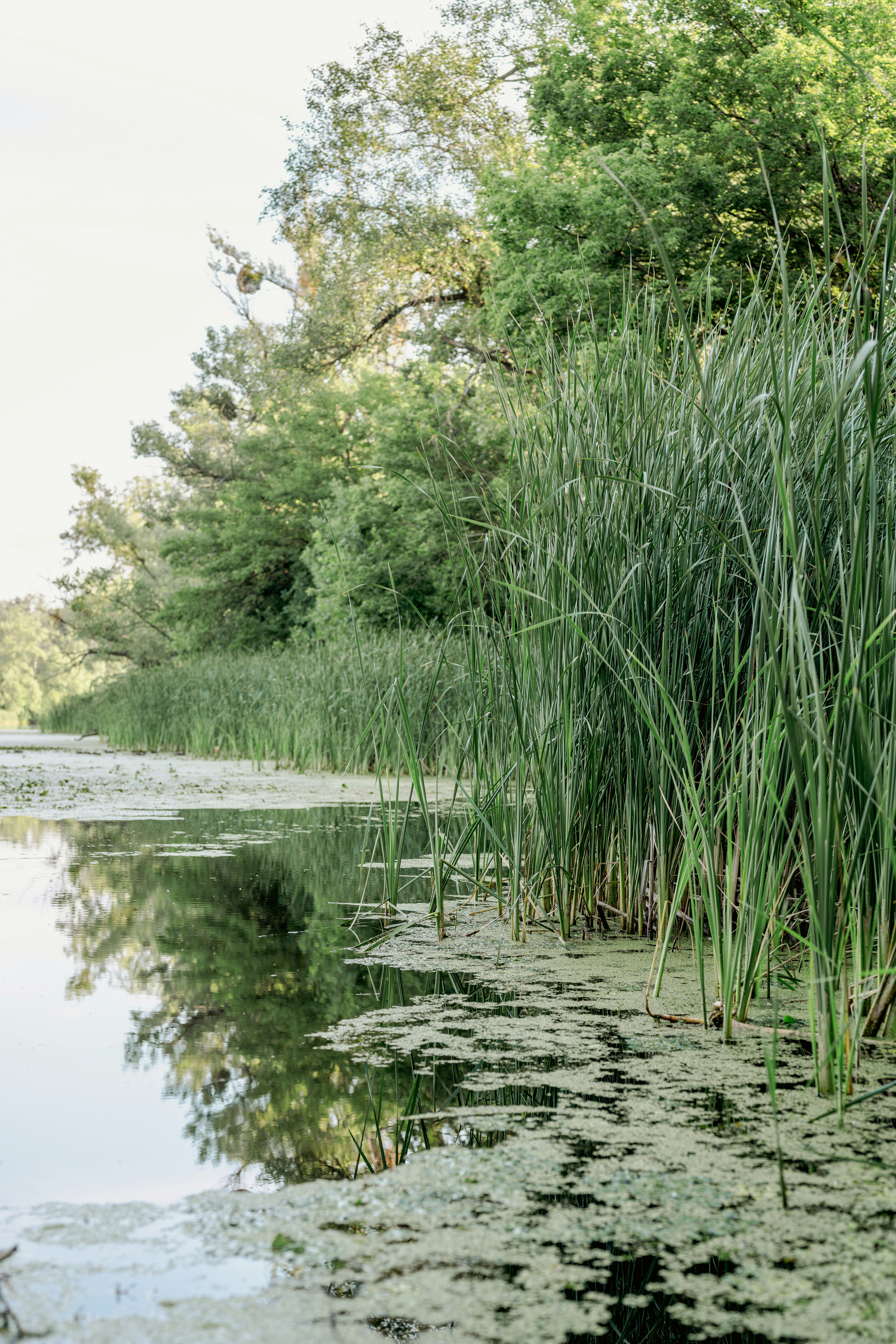 Reeds at the Quiet Edge: A Mirror of Calm Waters