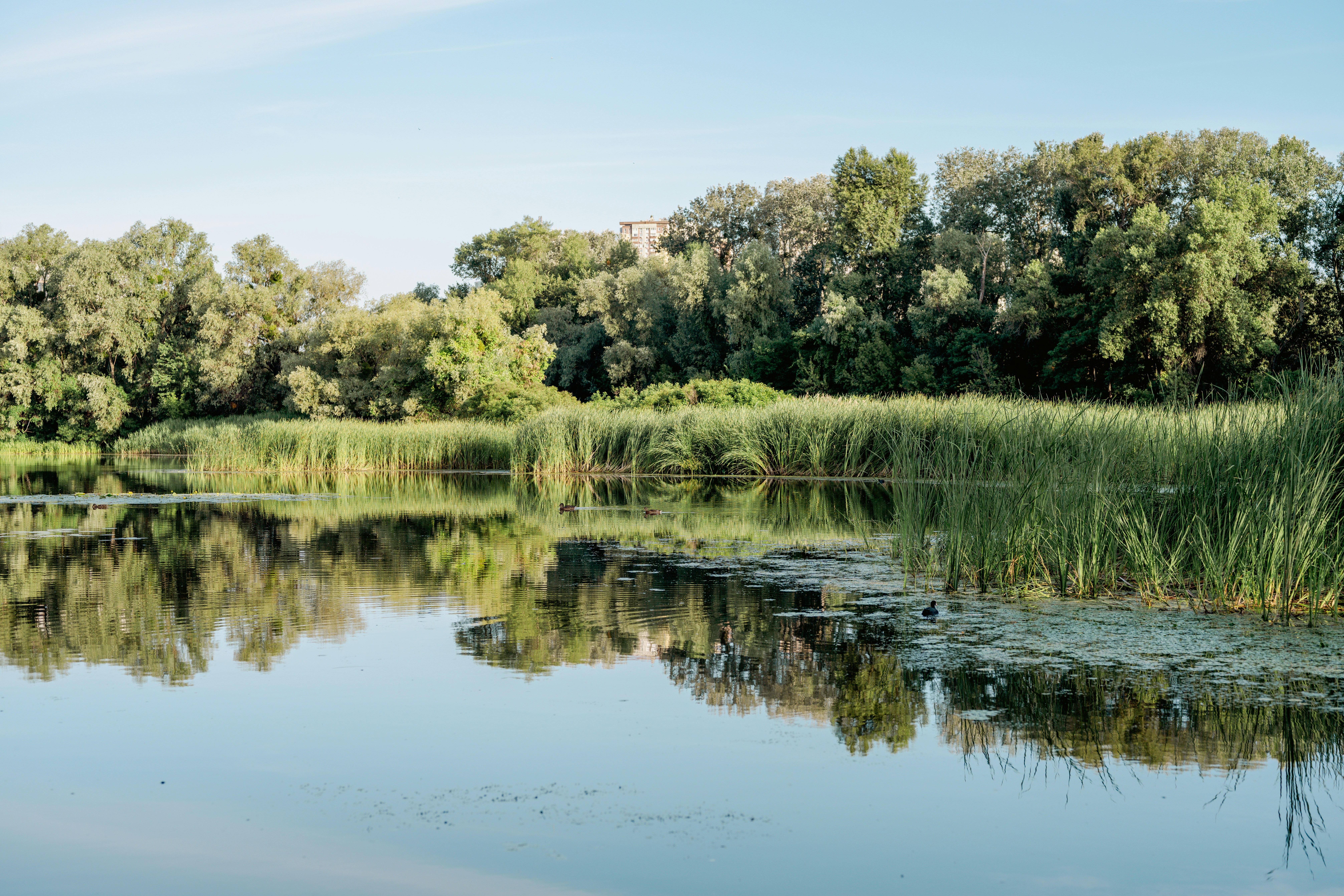 Silvery River Mirror: Calm Banks and Reedy Edge in Dappled Light