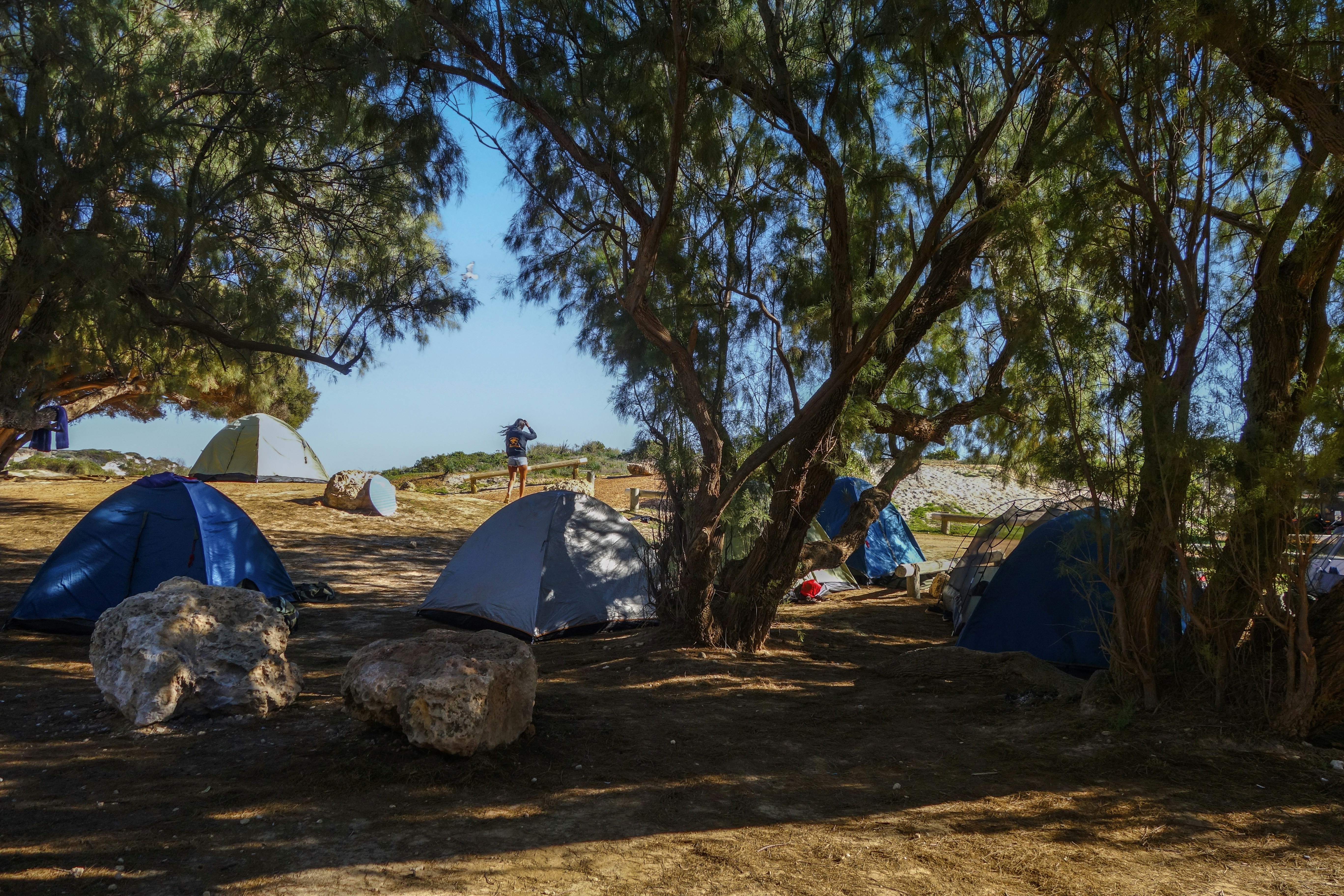 Shaded Campground under a Canopy of Oak Tangles