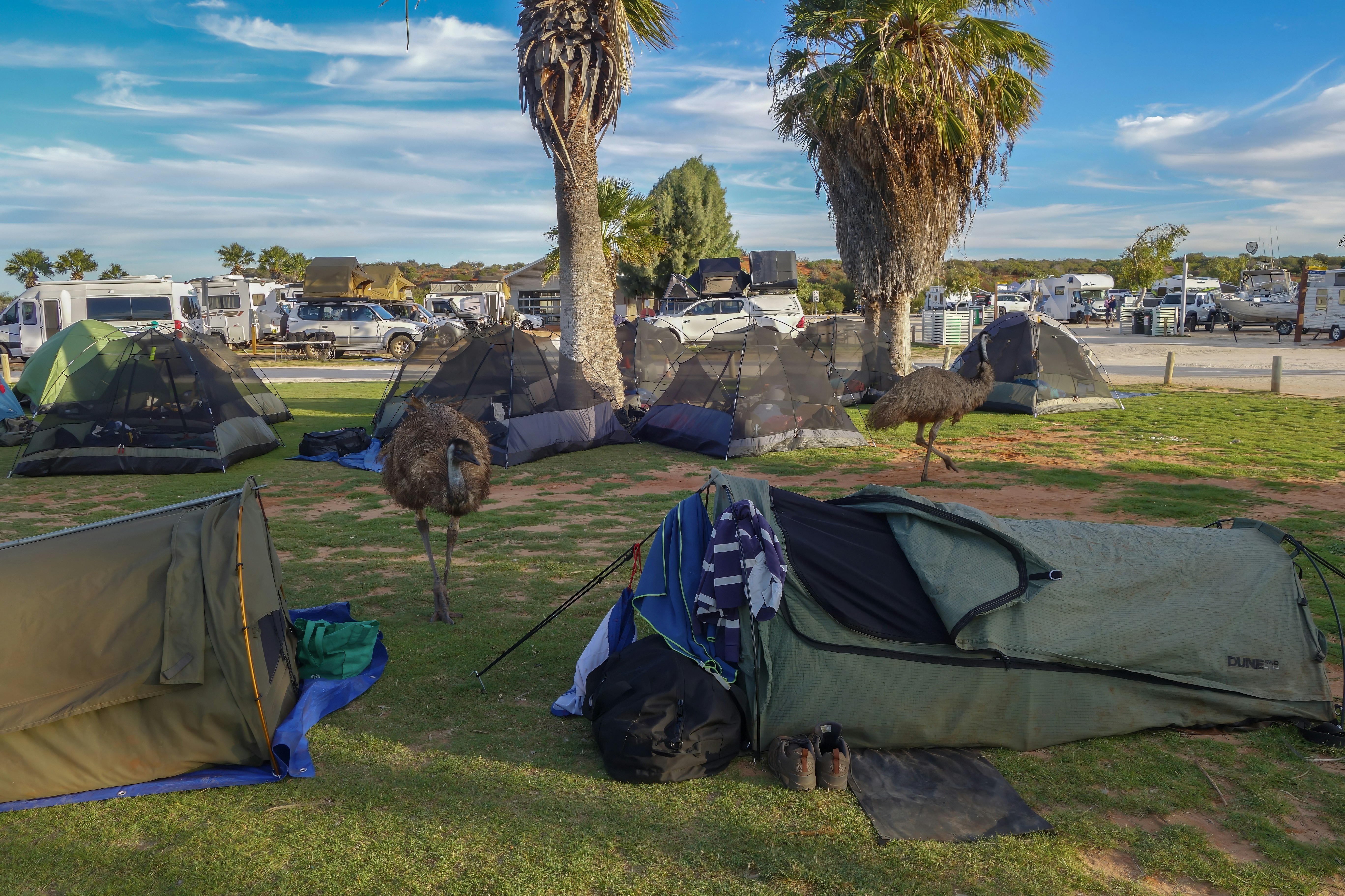 Campsite Parade: Tents, palm trees and roaming birds at dusk