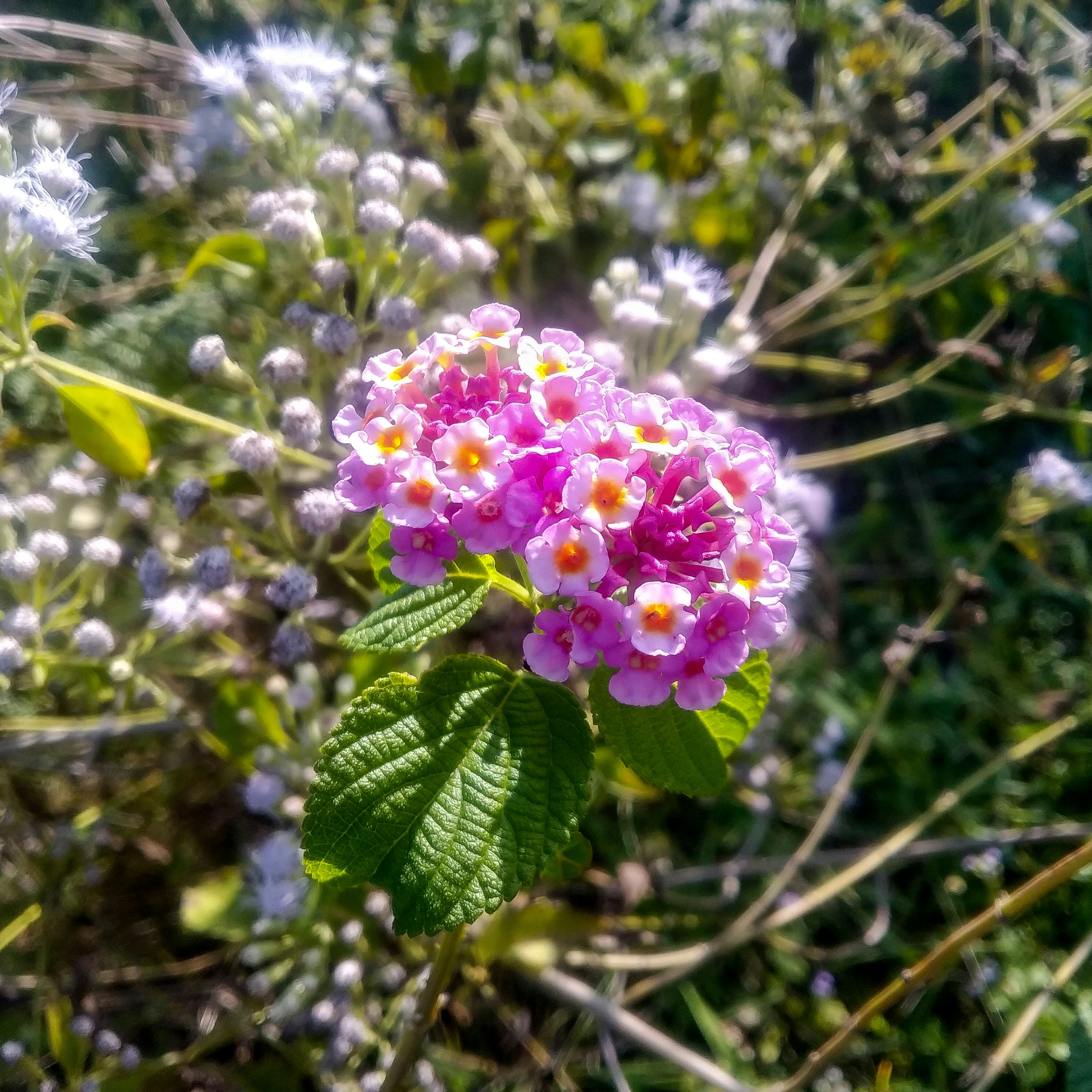 Pink Lantana Bloom in a Sunlit Wild Garden Moment