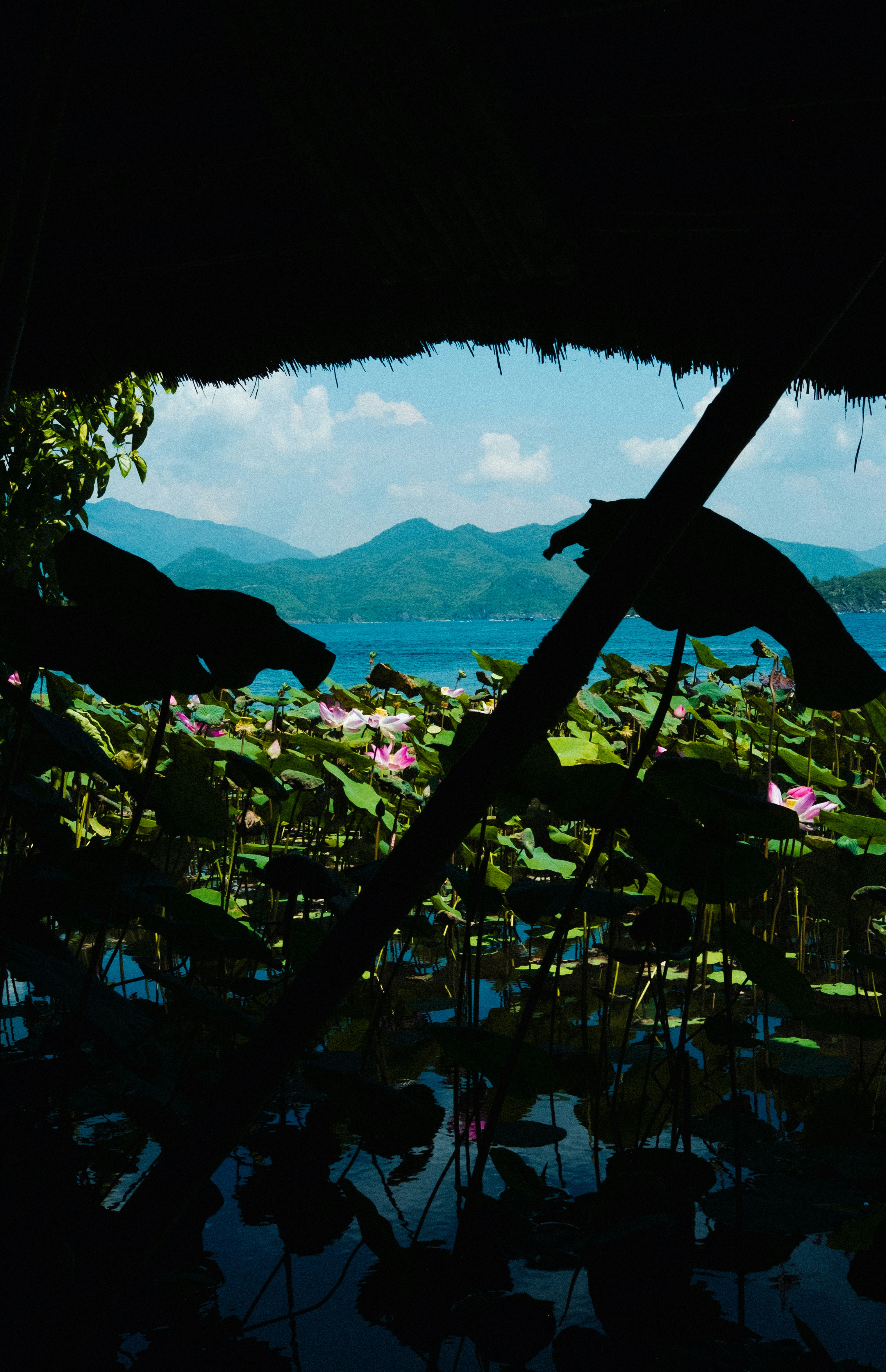 Hidden Lagoon Vista: Lily Pads Framing a Mountain Sea