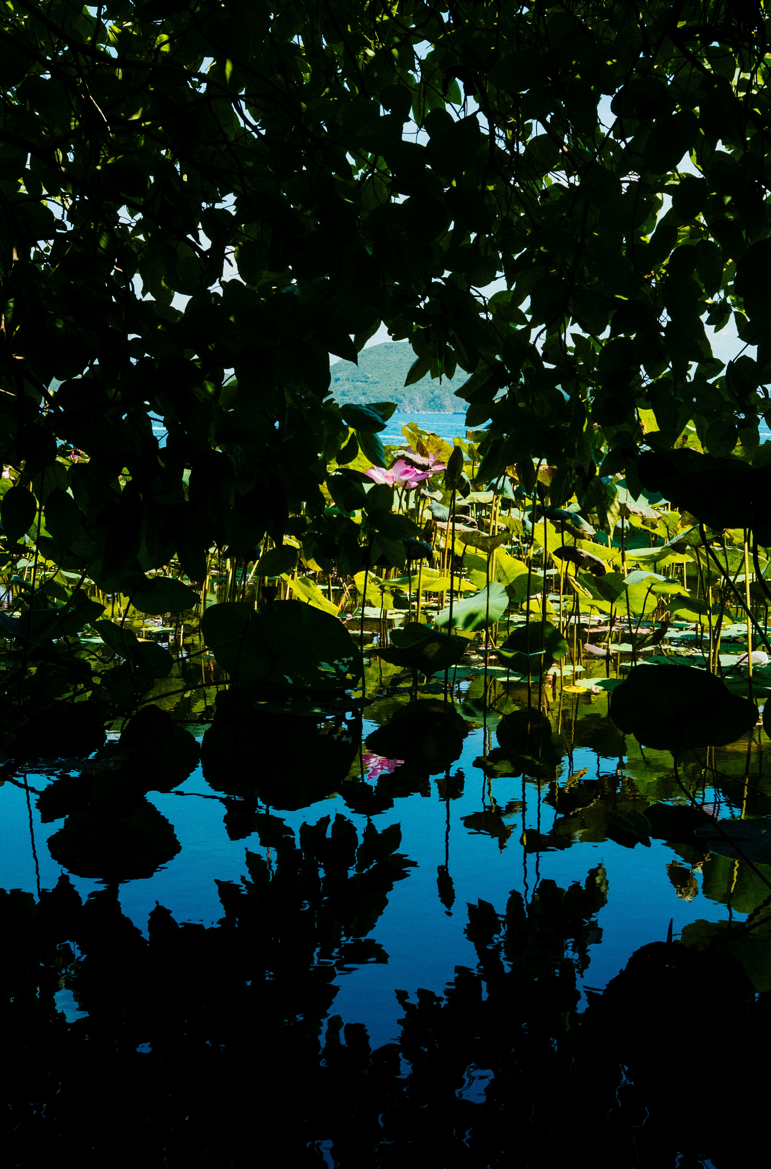 Hidden Lagoon Through Verdant Veil