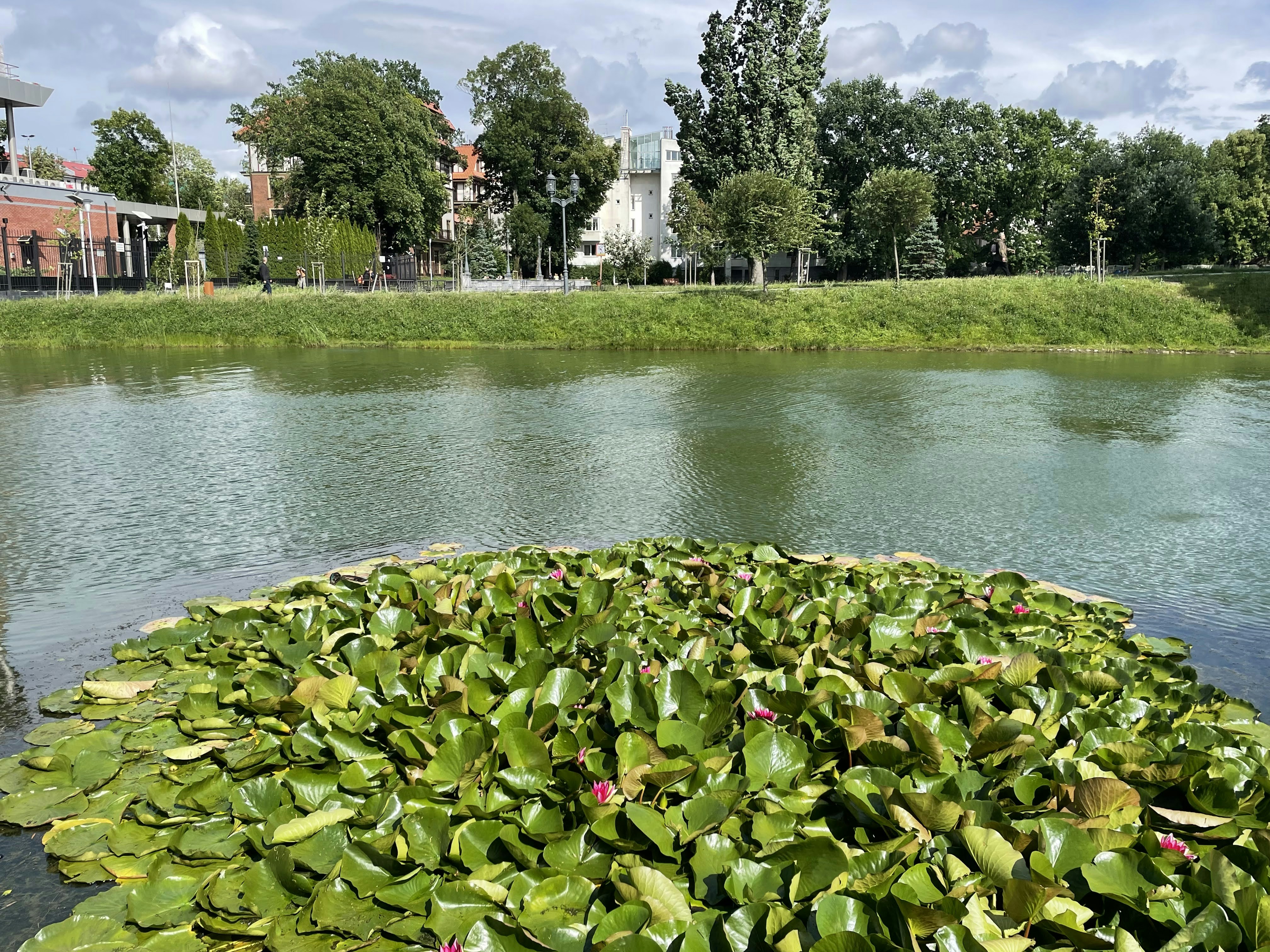 Floating Green Crown: Lily Pad Mosaic on a Tranquil City Pond