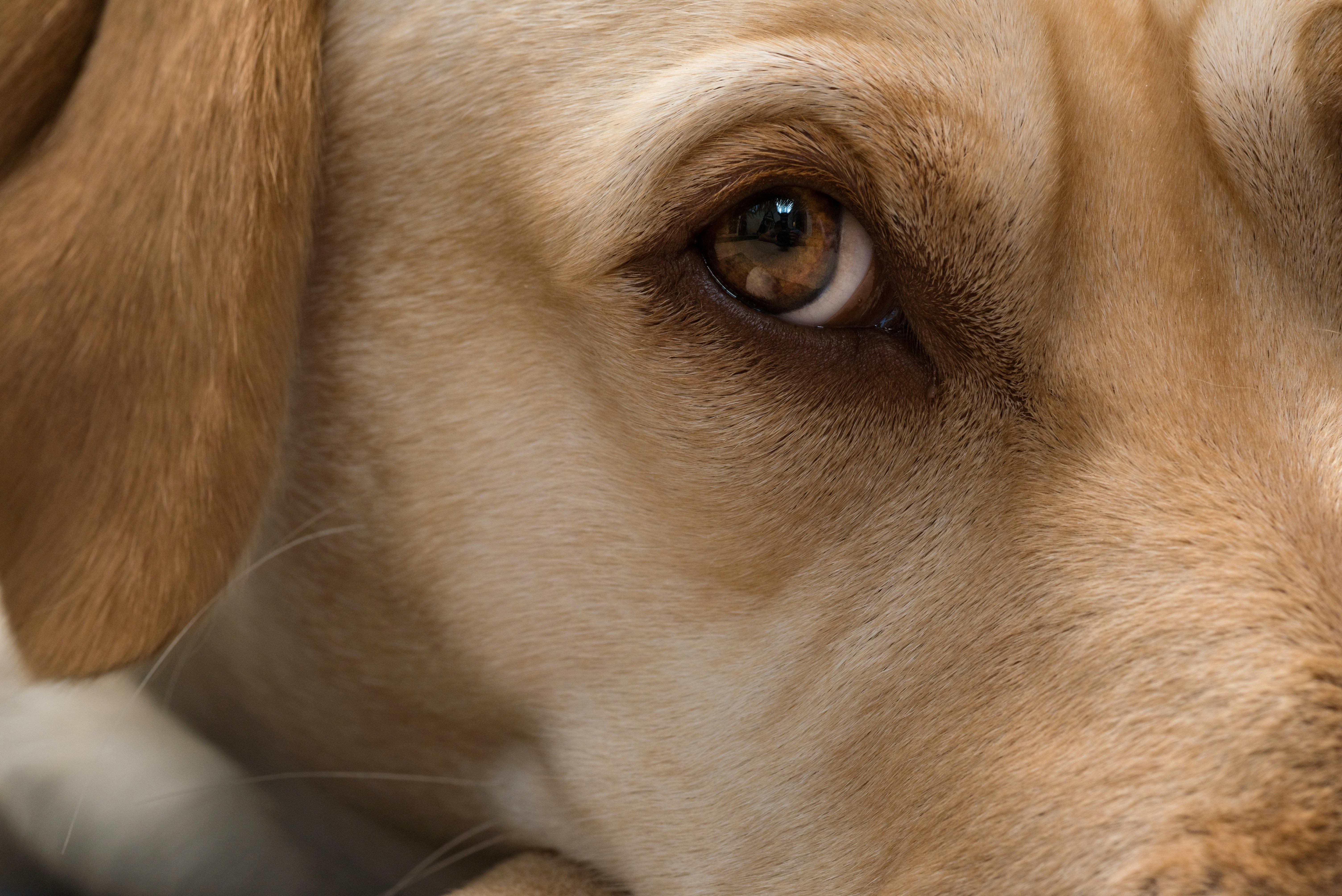 Close-up of a Beagle's Gaze: Warm Brown Eye in Soft Focus