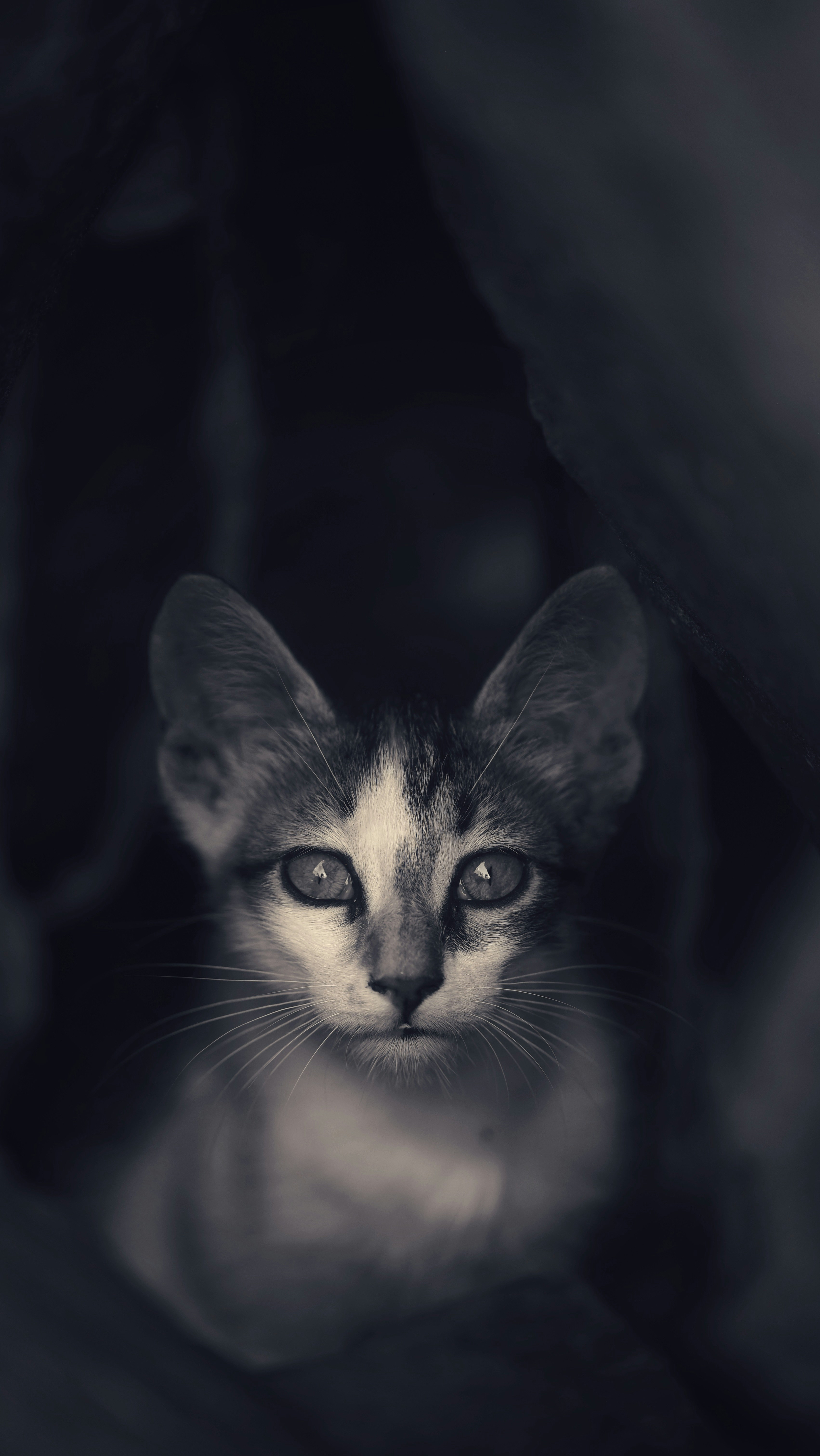 A young cat peeks from a shadowy crevice, its eyes catching the light with a soft glow. The frame emphasizes the feline’s face and whiskers within a dim, cave-like setting.