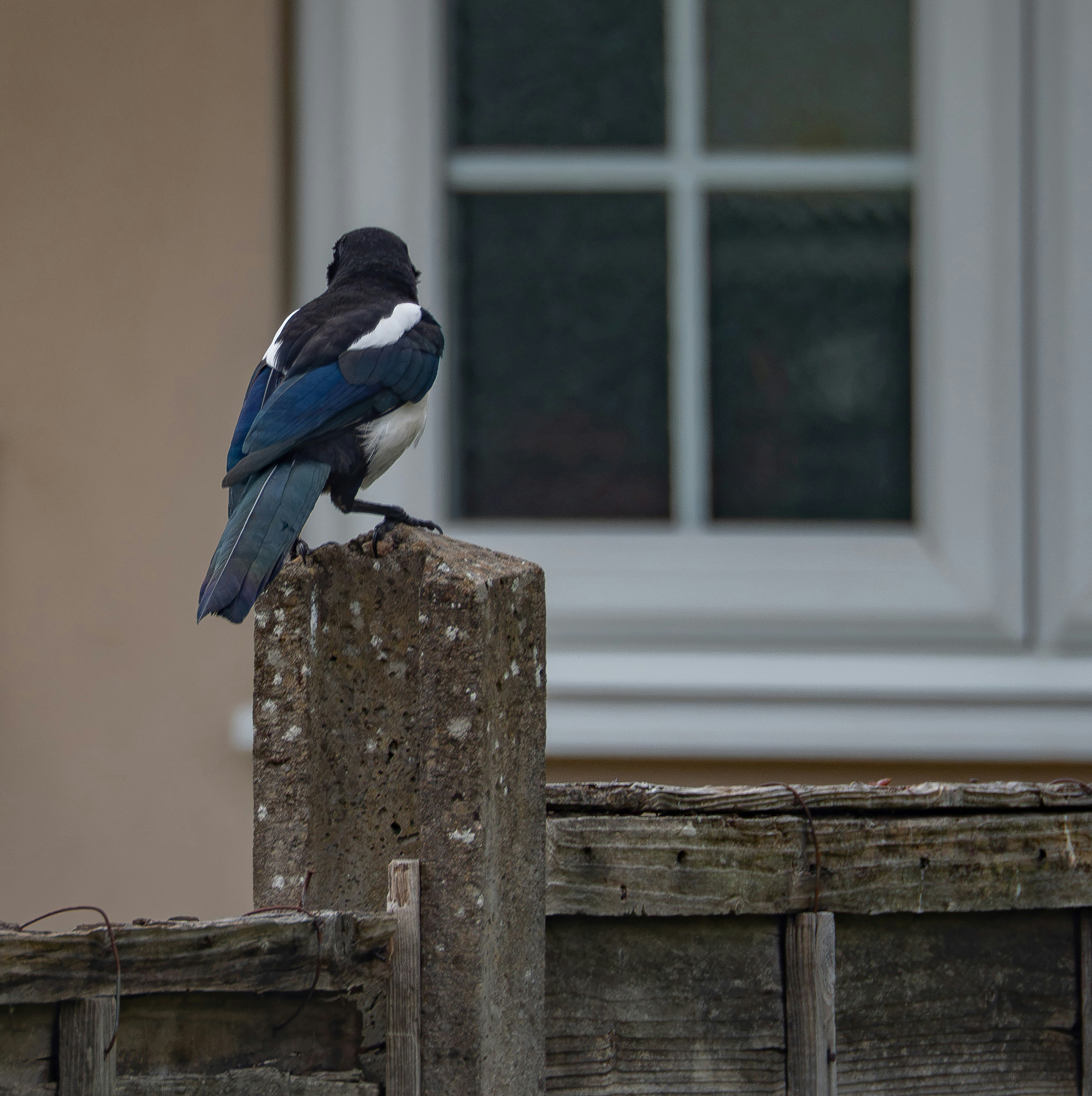 Blue-White-Black Traveler on a Weathered Post