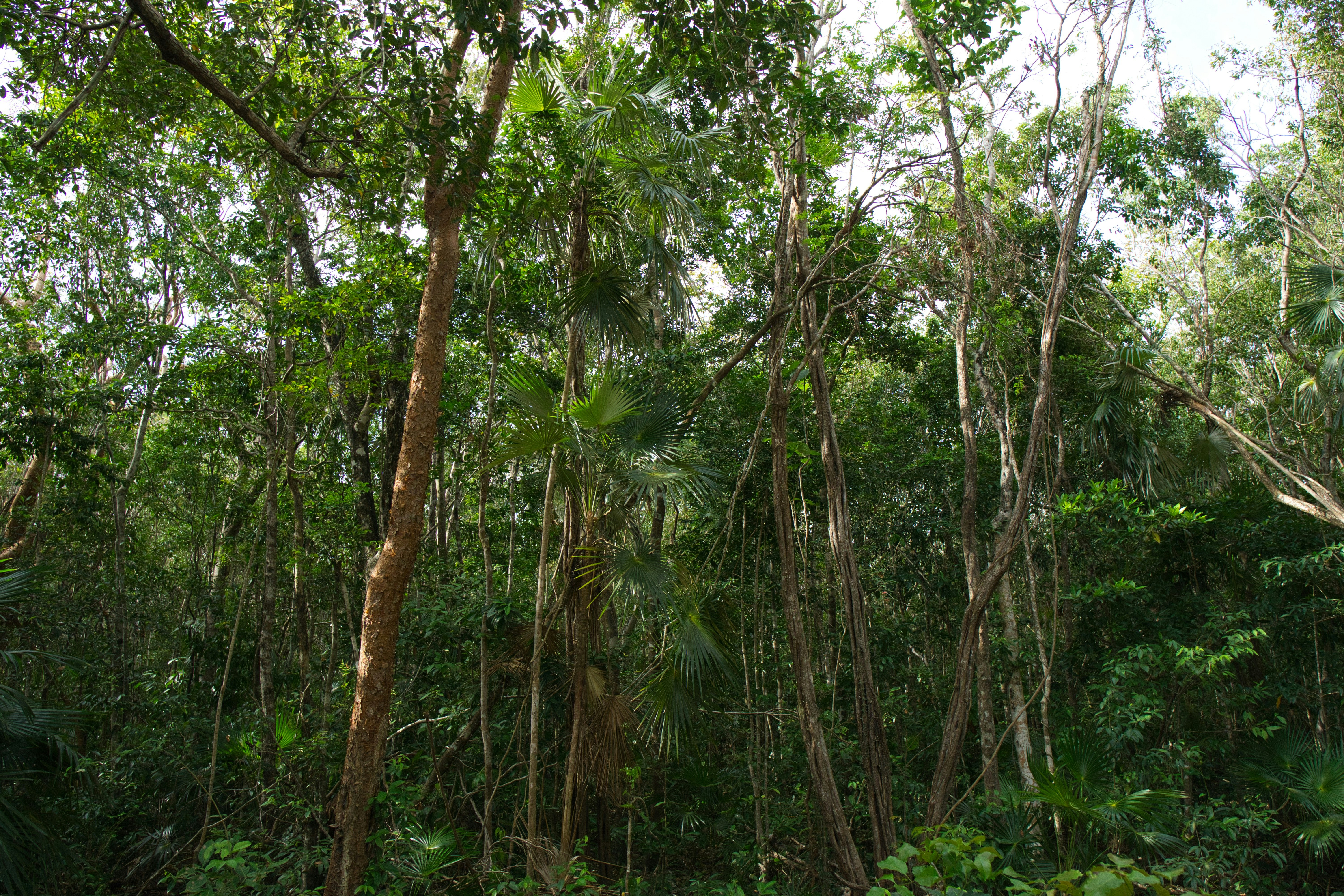 Sunlit Canopy Ember: A Dense Jungle Portrait