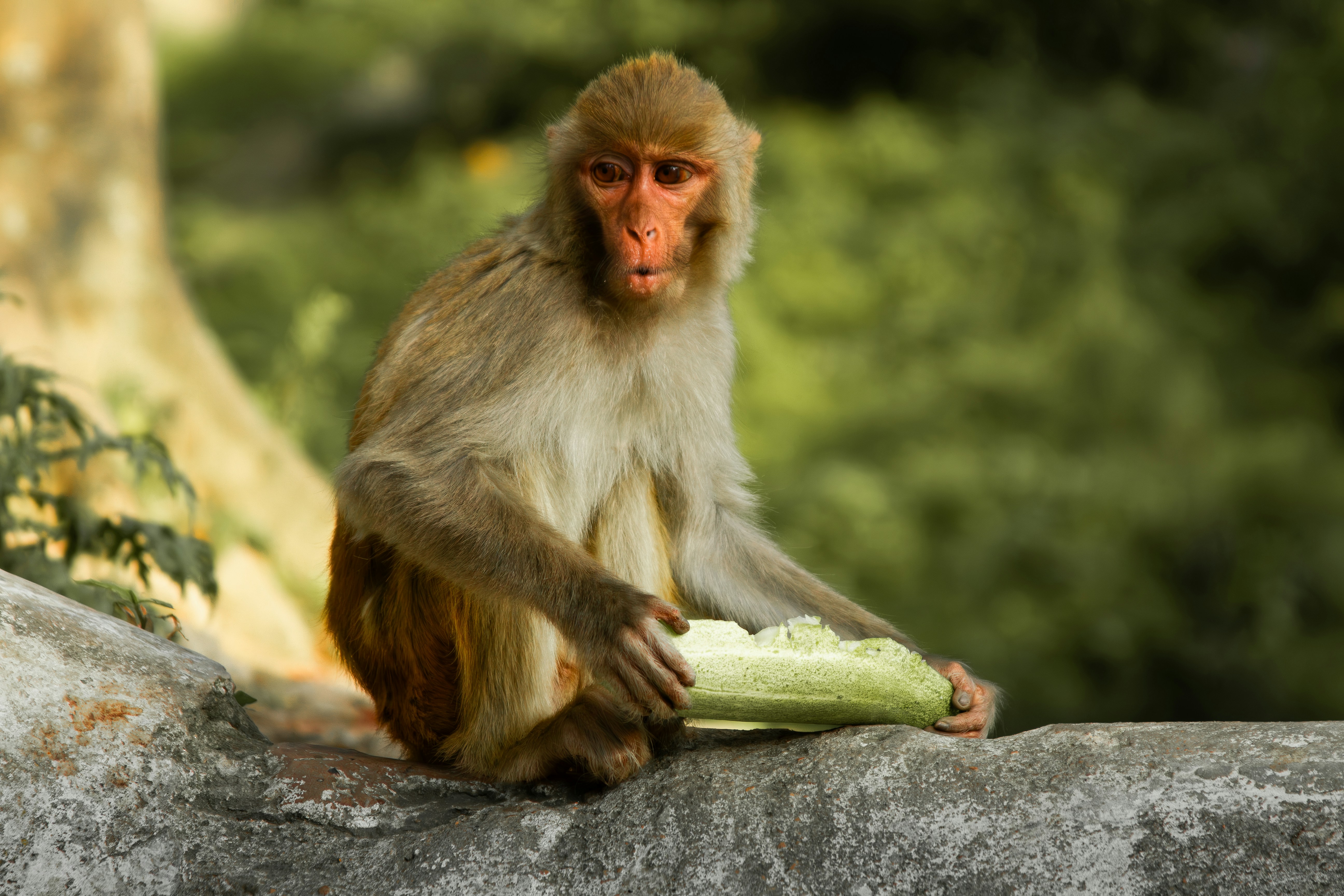 Monkeys sits on a stone ledge, nibbling a cucumber-like fruit with a blurred green background. This is a candid wildlife shot capturing a moment of foraging.