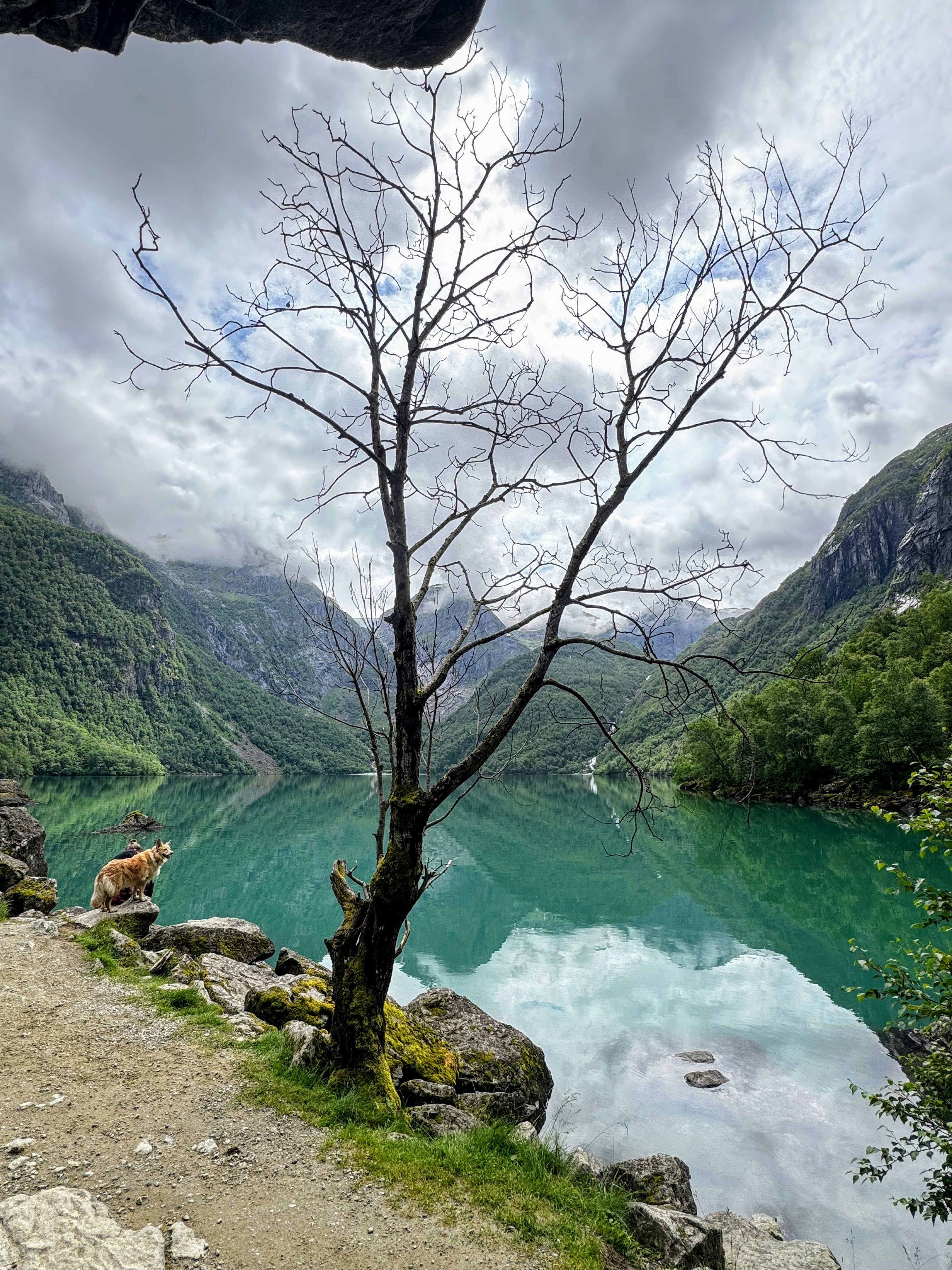 Mirror of Peaks: A Lone Tree Framing a Crystal Lake