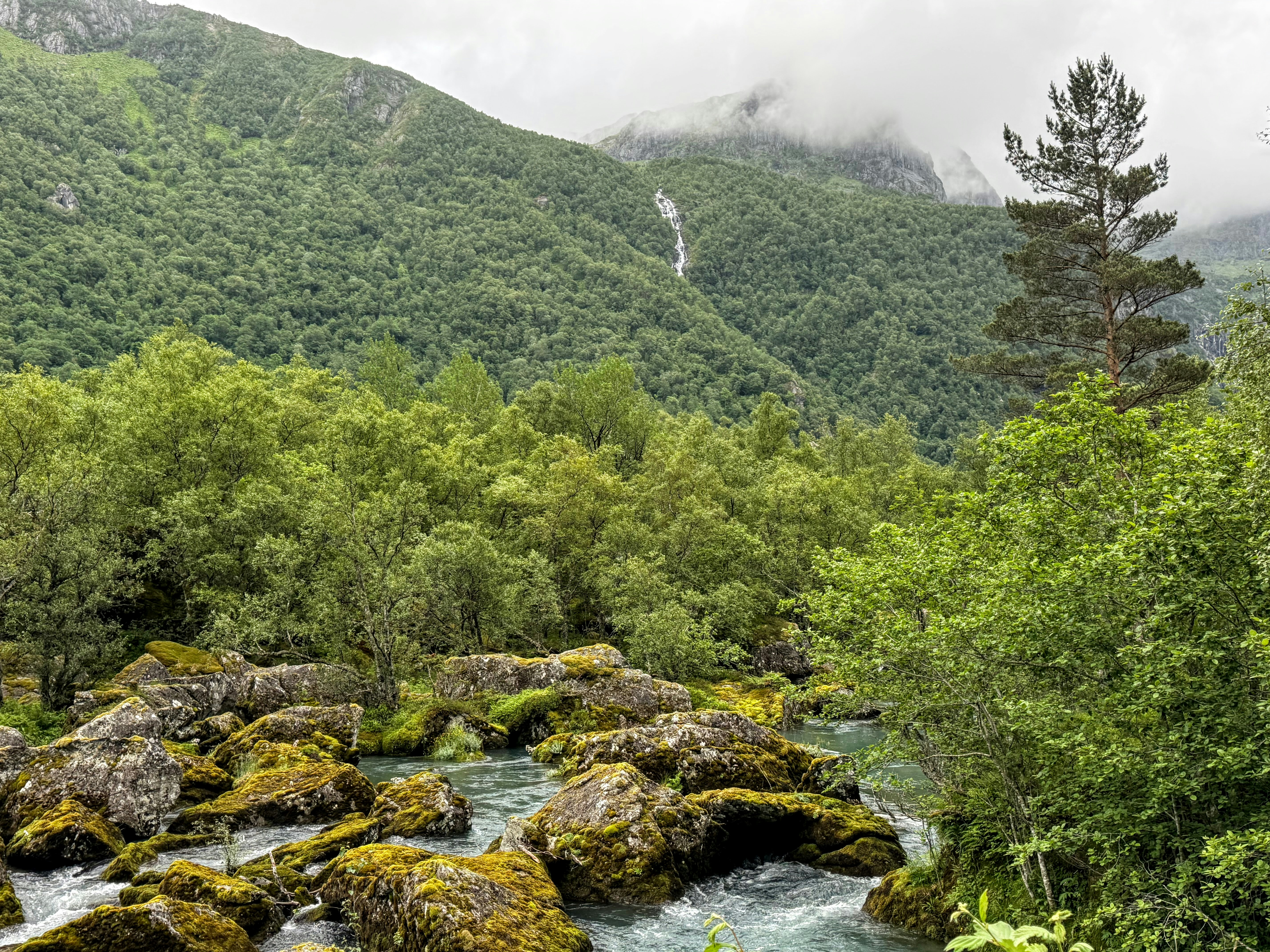 Mossy Rapids Among Alpine Pines