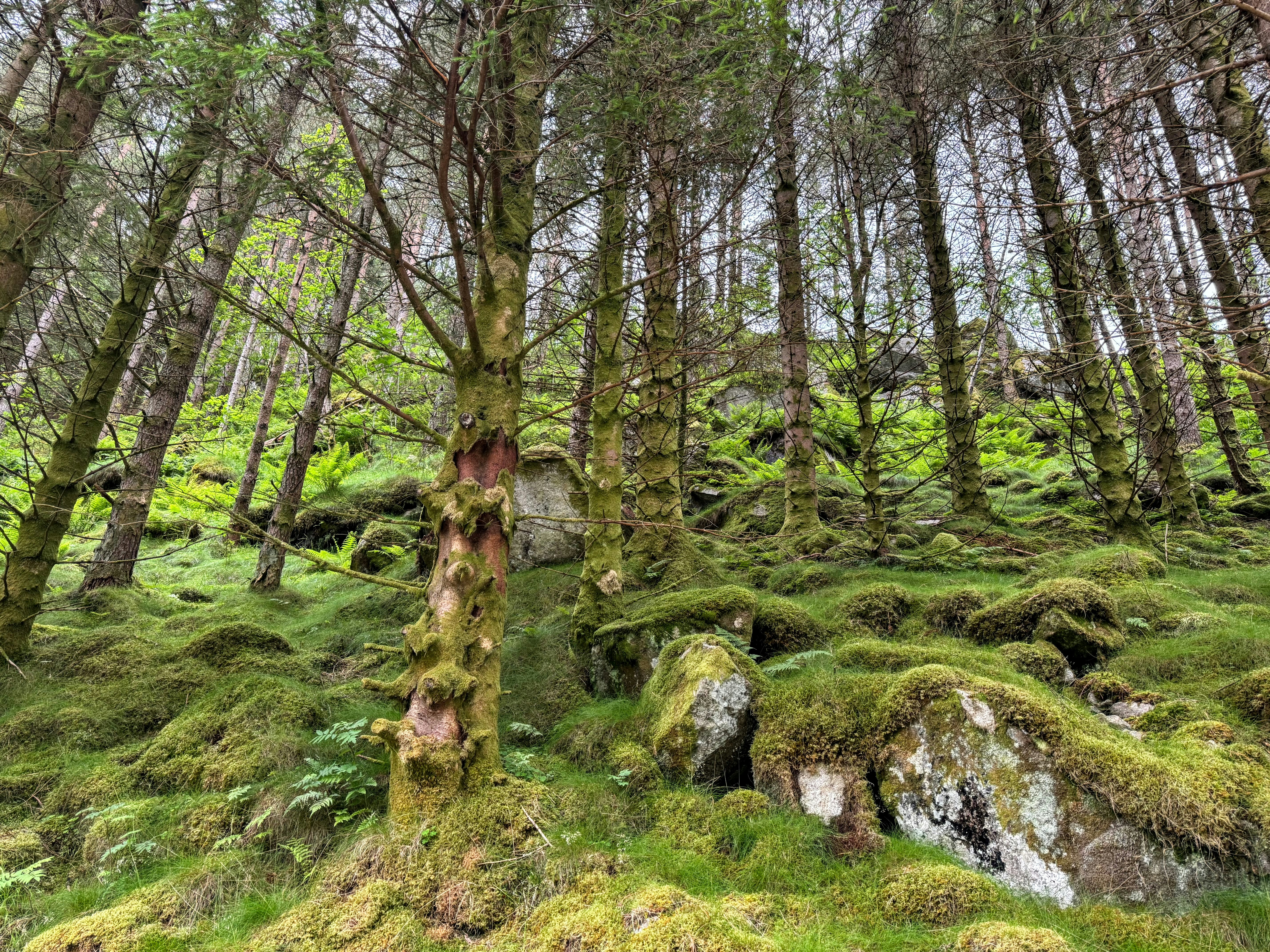 Verdant Whisper: Moss-Covered Stone and Tranquil Pines