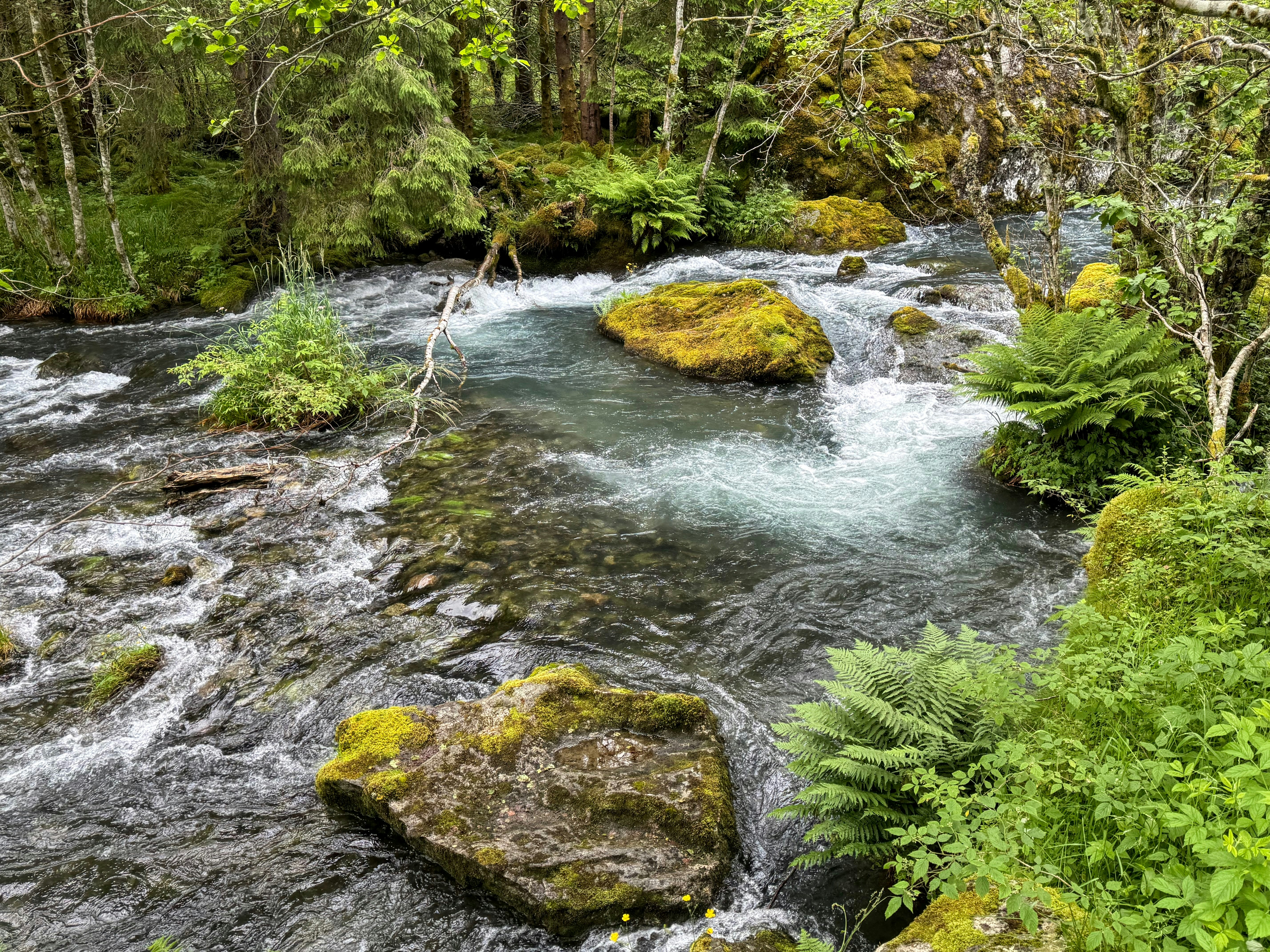 Mossy River Run Through a Forest Glade