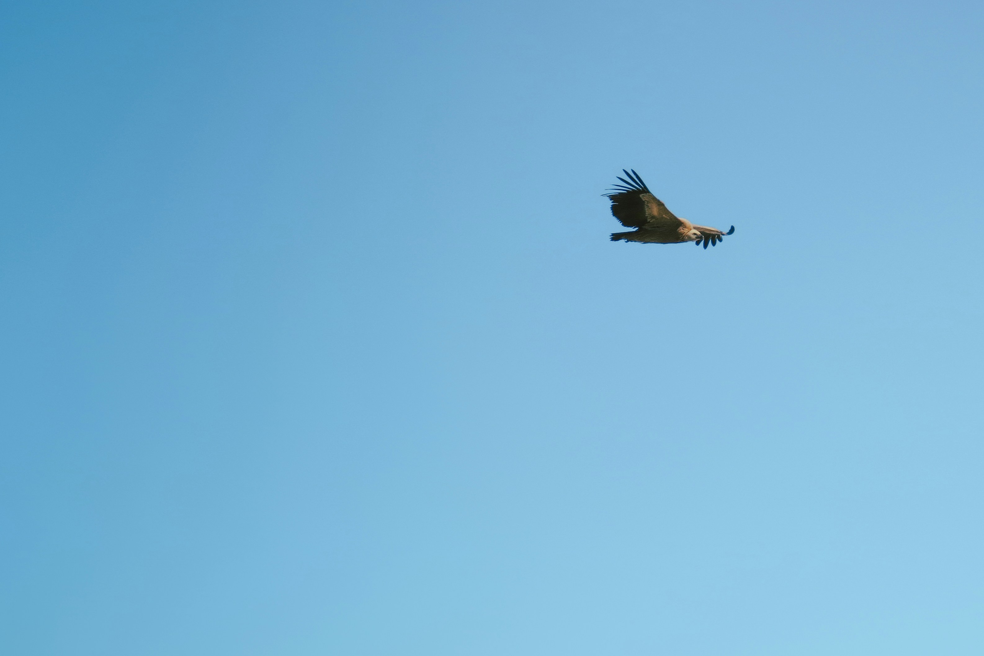 A solitary bird glides across a vast blue sky, its wings spread in a dynamic profile. The image emphasizes negative space and the bird as the sole subject, conveying a sense of freedom.