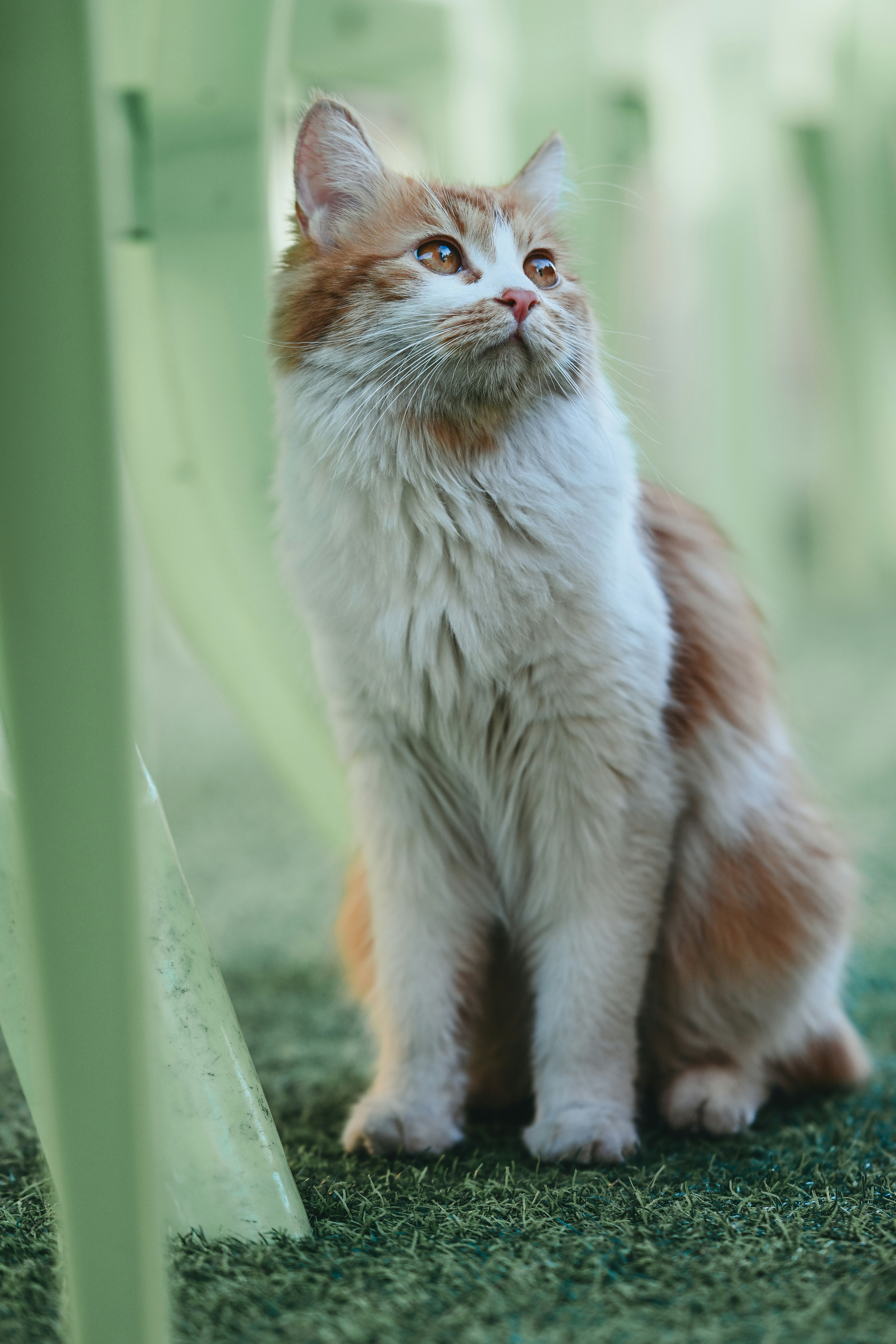Amber-Worge Cat in a Soft-Backlit Garden