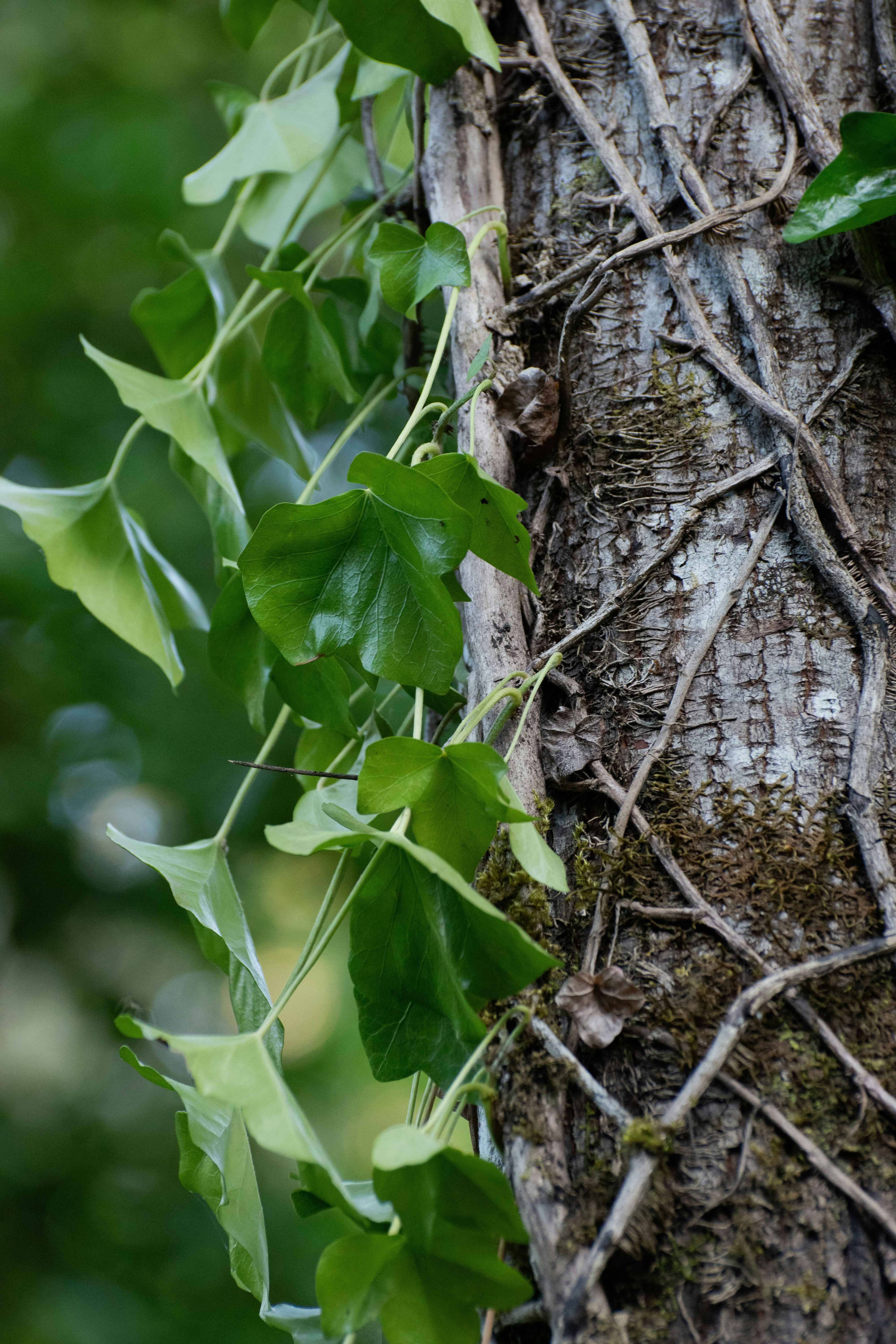 Vine-clad trunk with textured bark and twisting tendrils