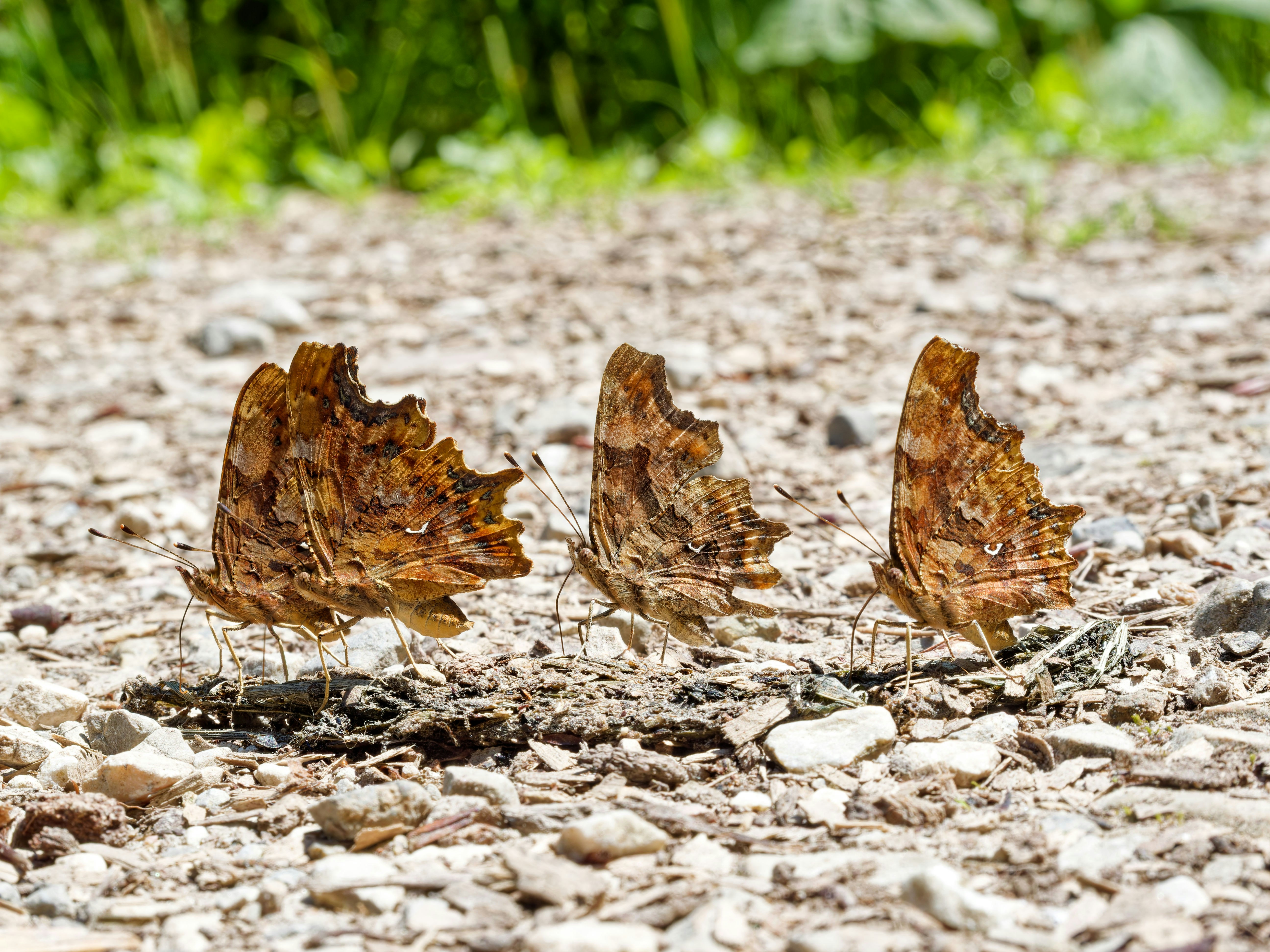Three Withered Leaves March Across Pebbled Ground