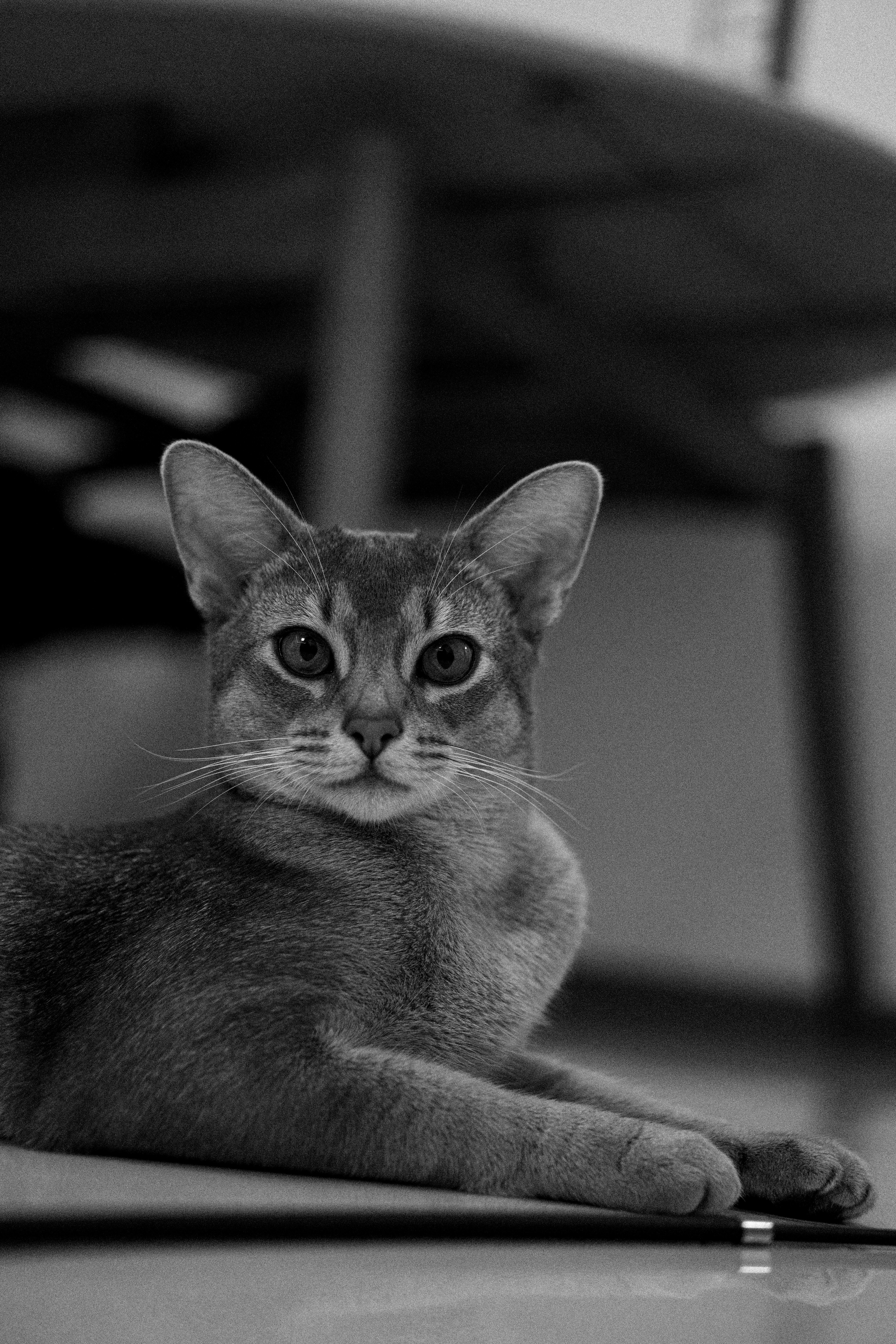 Sung companion cat lying on the floor with attentive eyes, under a desk in grayscale.