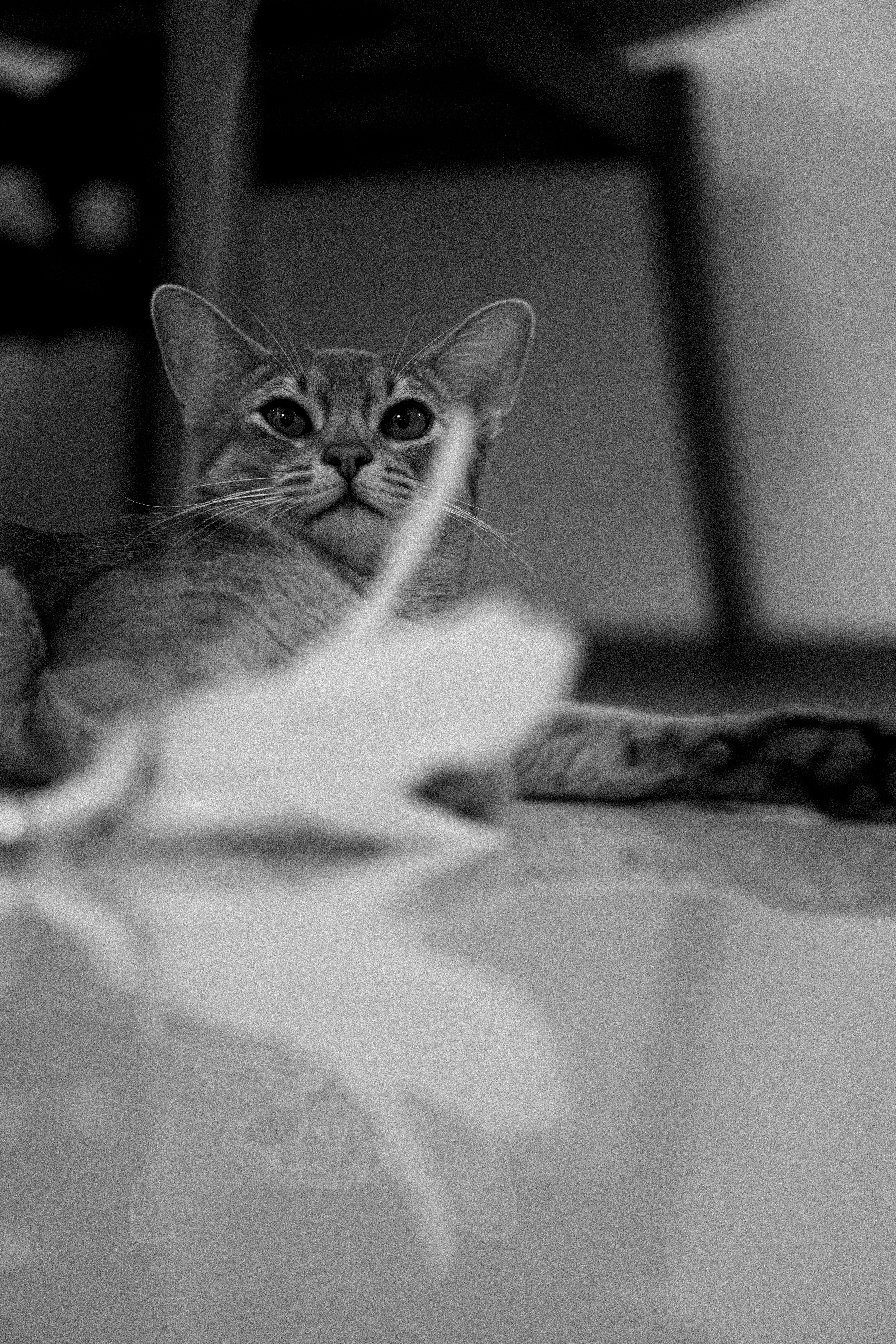 Whiskered Gaze: A Quiet Moment Under the Table