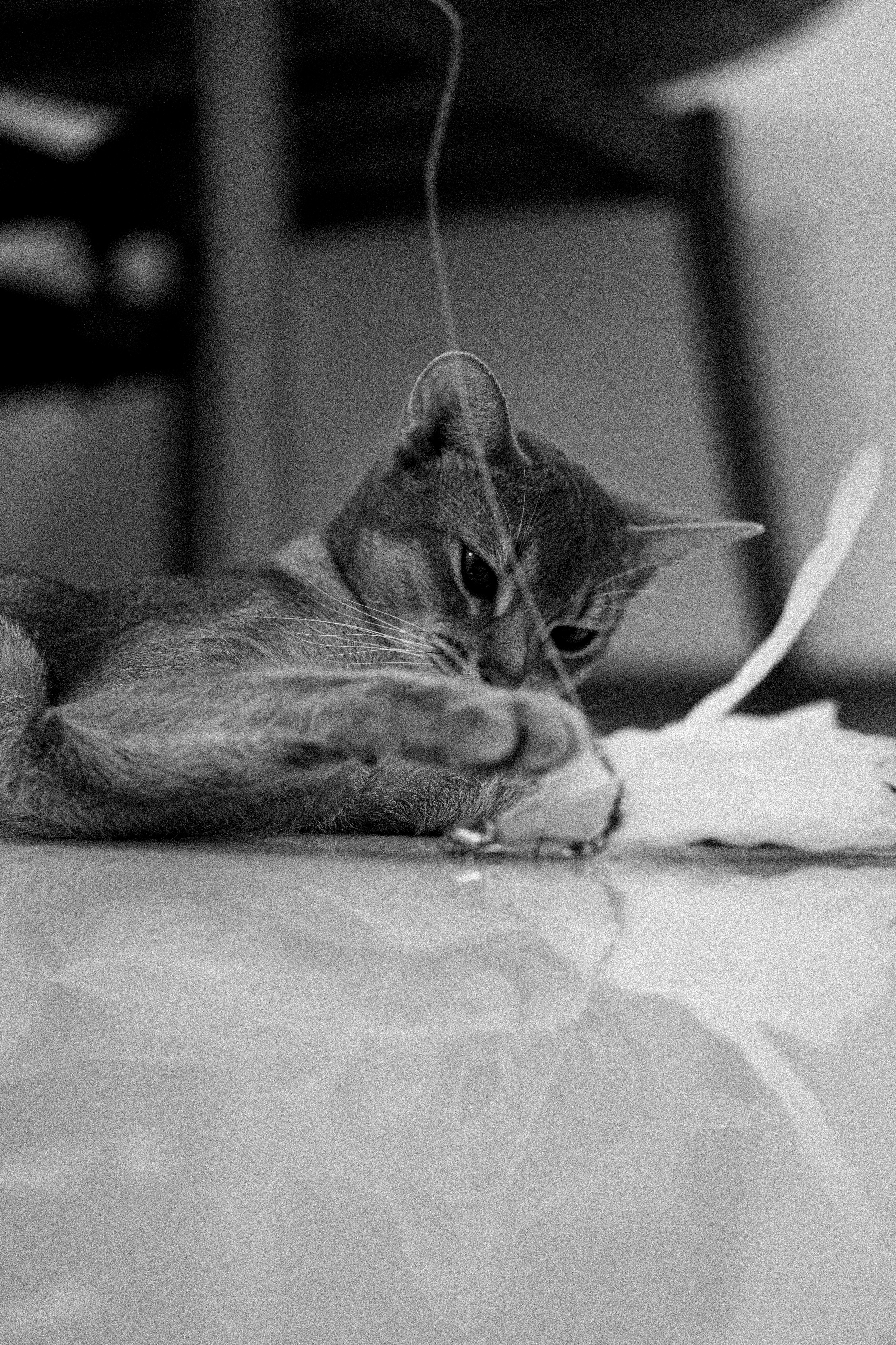 Curious Cat Tangled in a Toy String