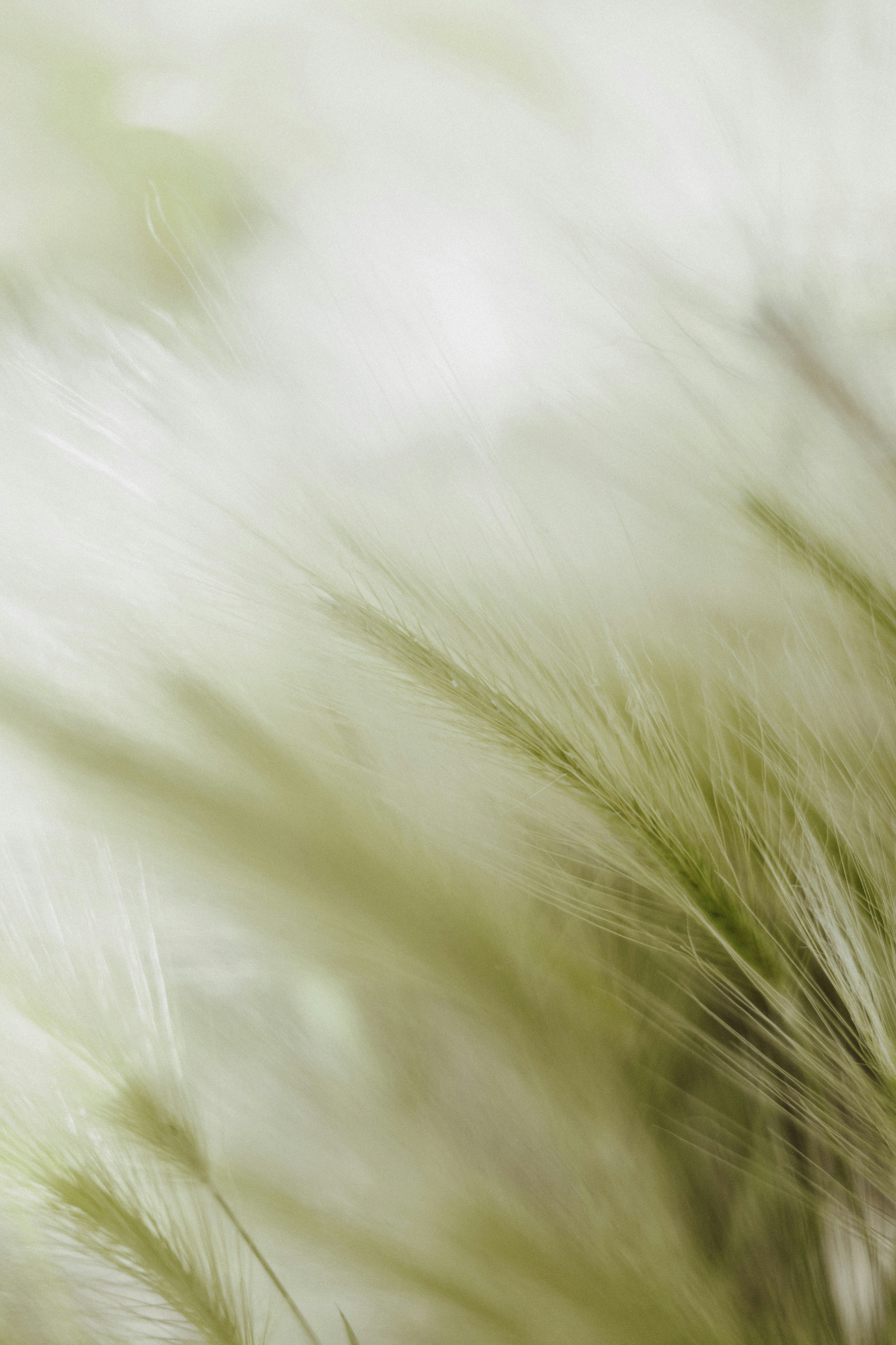 Whispers of Light: Blurred Grass in Soft Dawn