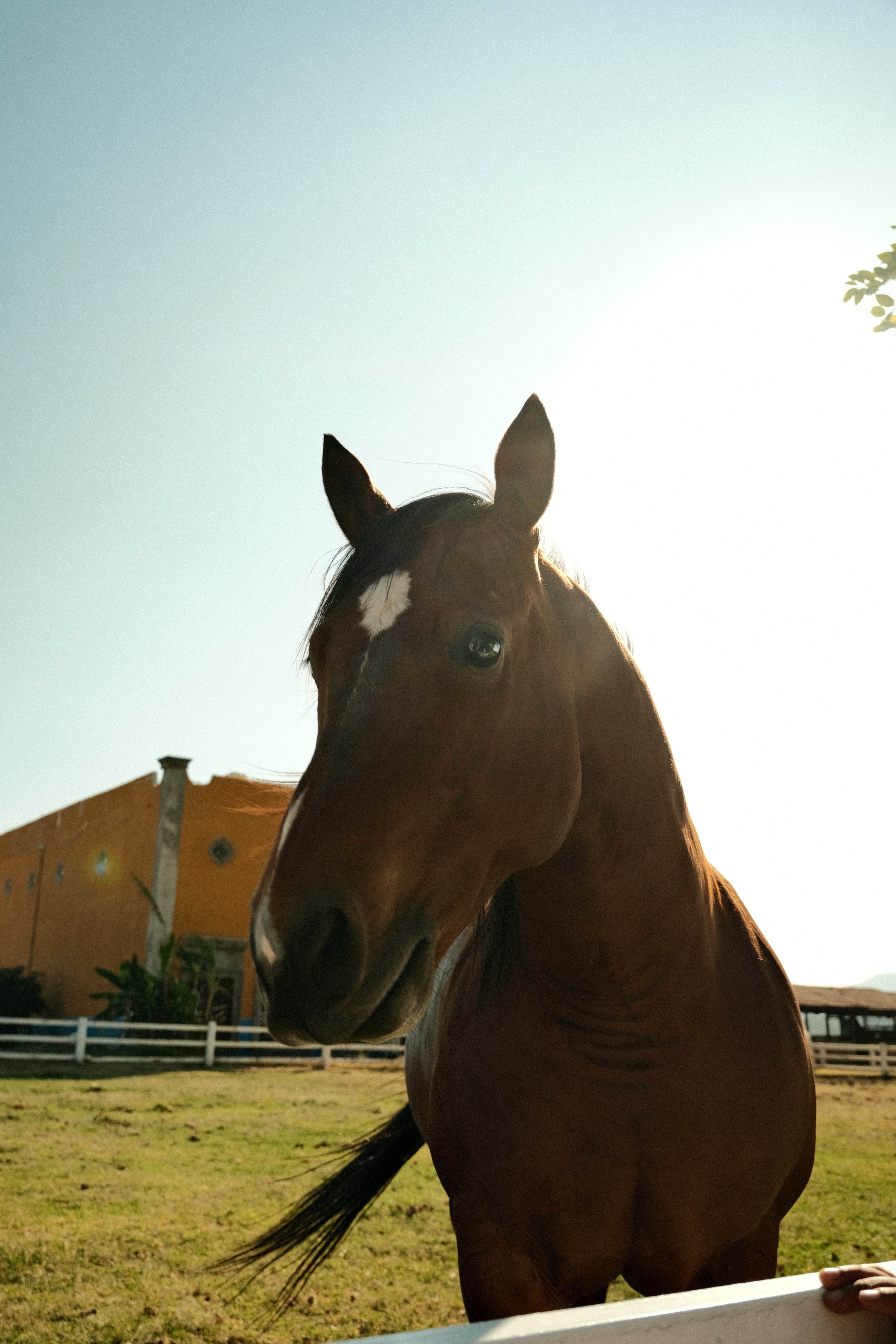 Sunlit Portrait of a Curious Stallion in a Fenced Field