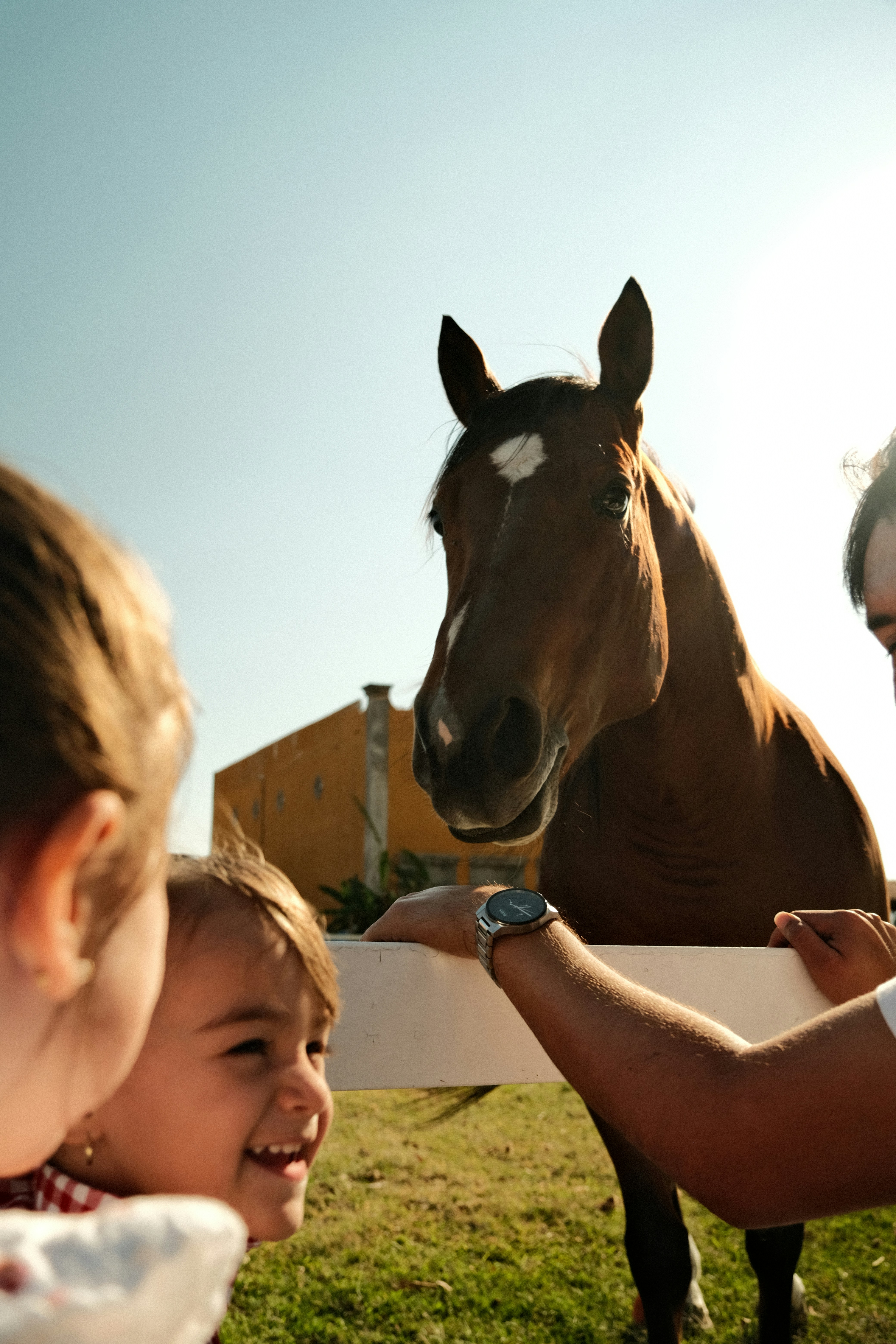 Curious Horse Greeted at the Fence by Bright Morning Light