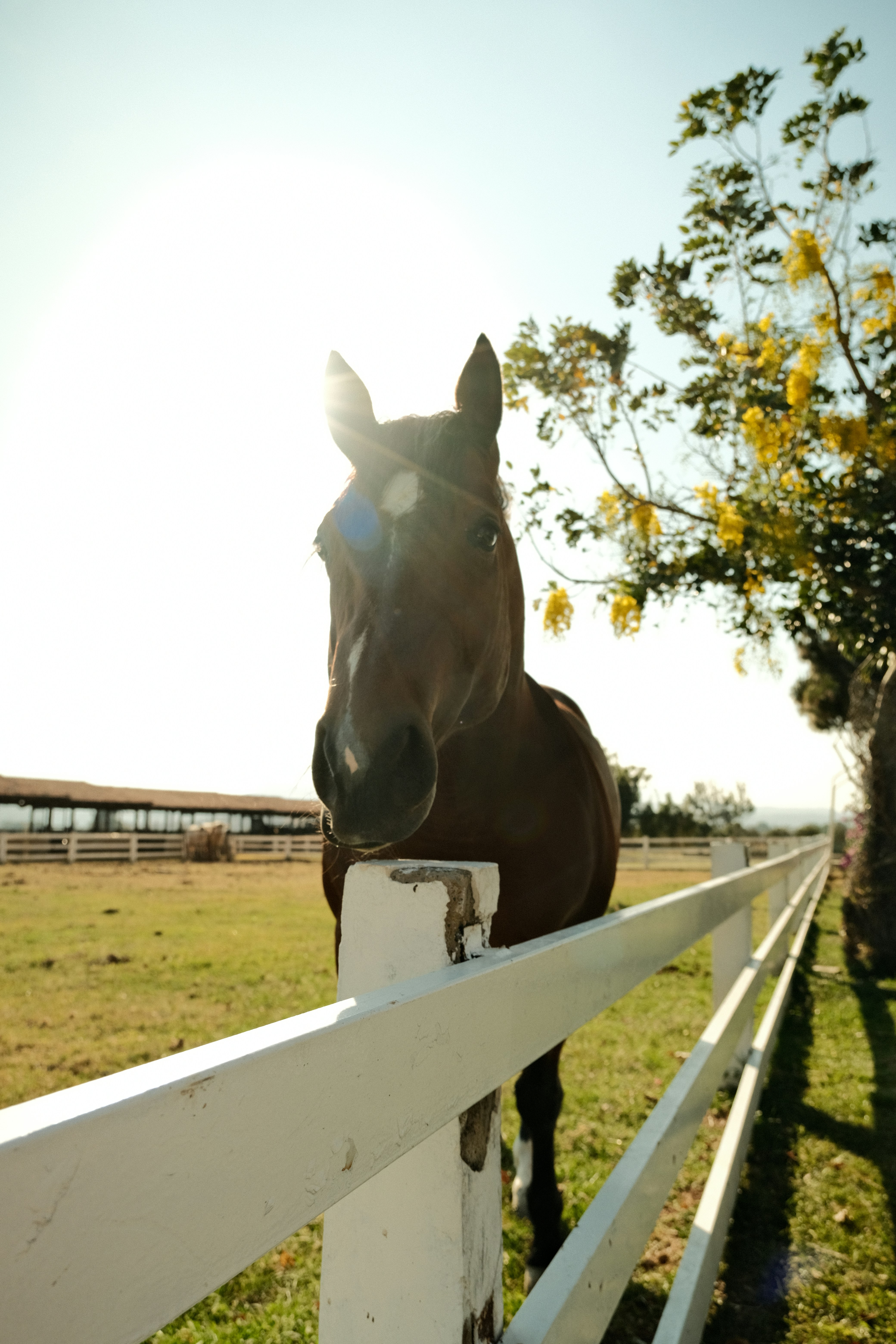 Sunlit Gaze Over the White Fence