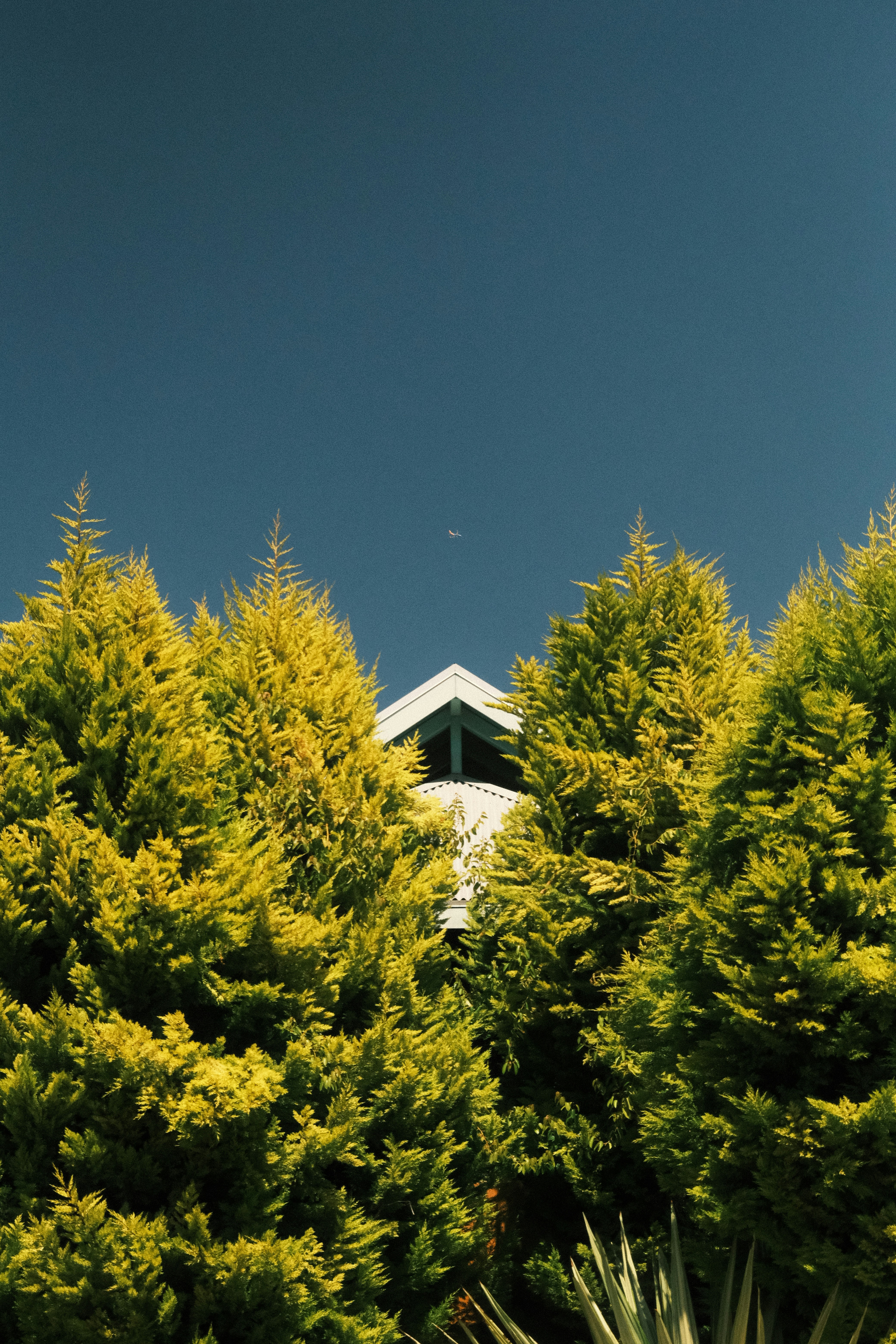 Hidden Peak: A Roof Snug Between Golden Pines
