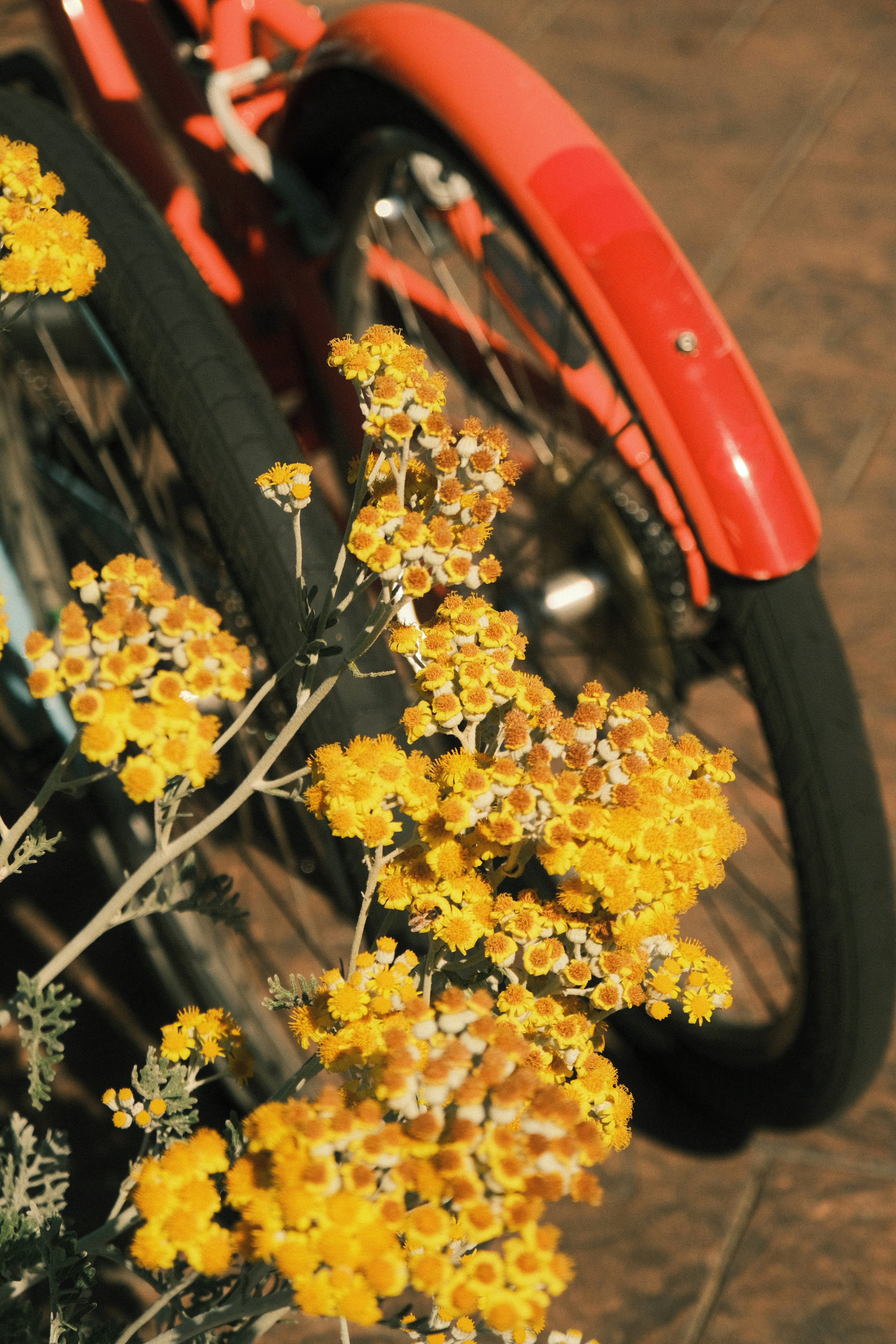 Sunlit Yellow Blooms Against a Red Wheel