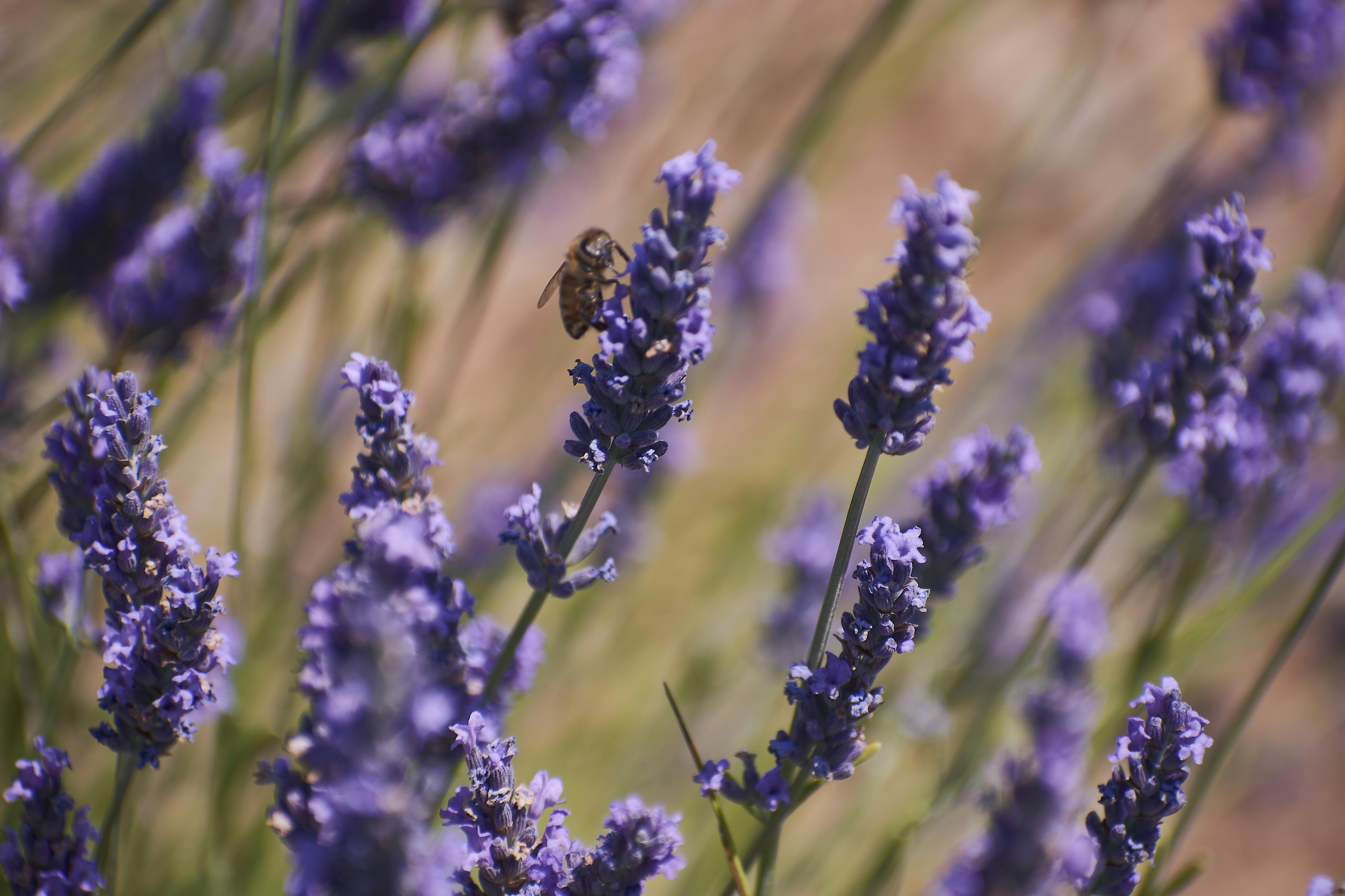 Lavender Bloom Close-Up: Bees on Purple Spires